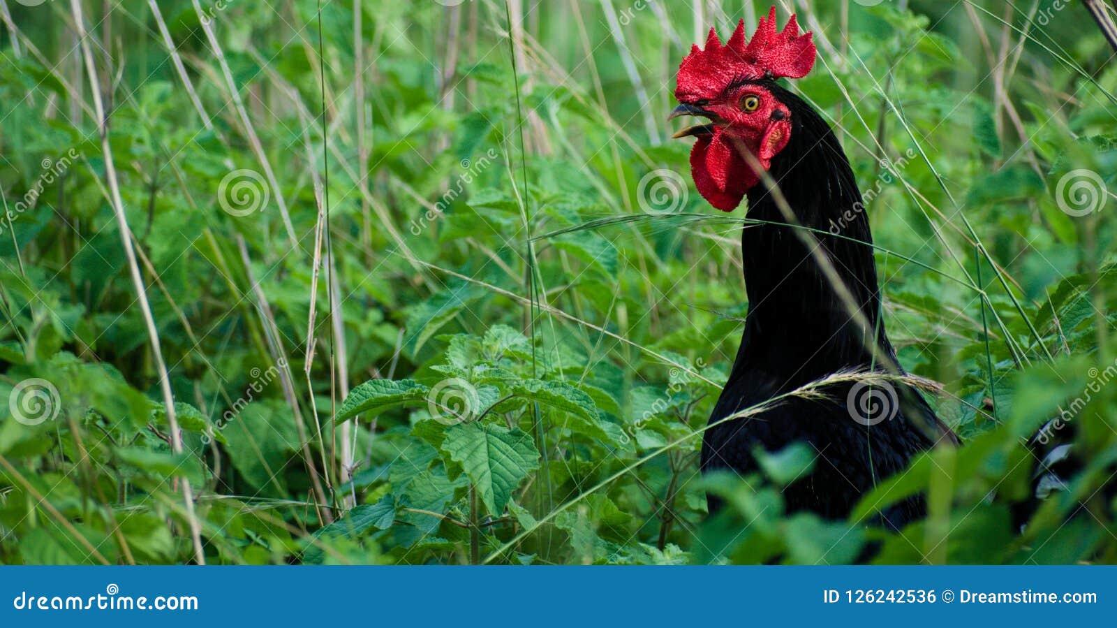 Indian Rooster stock photo. Image of village, farm, indian - 126242536