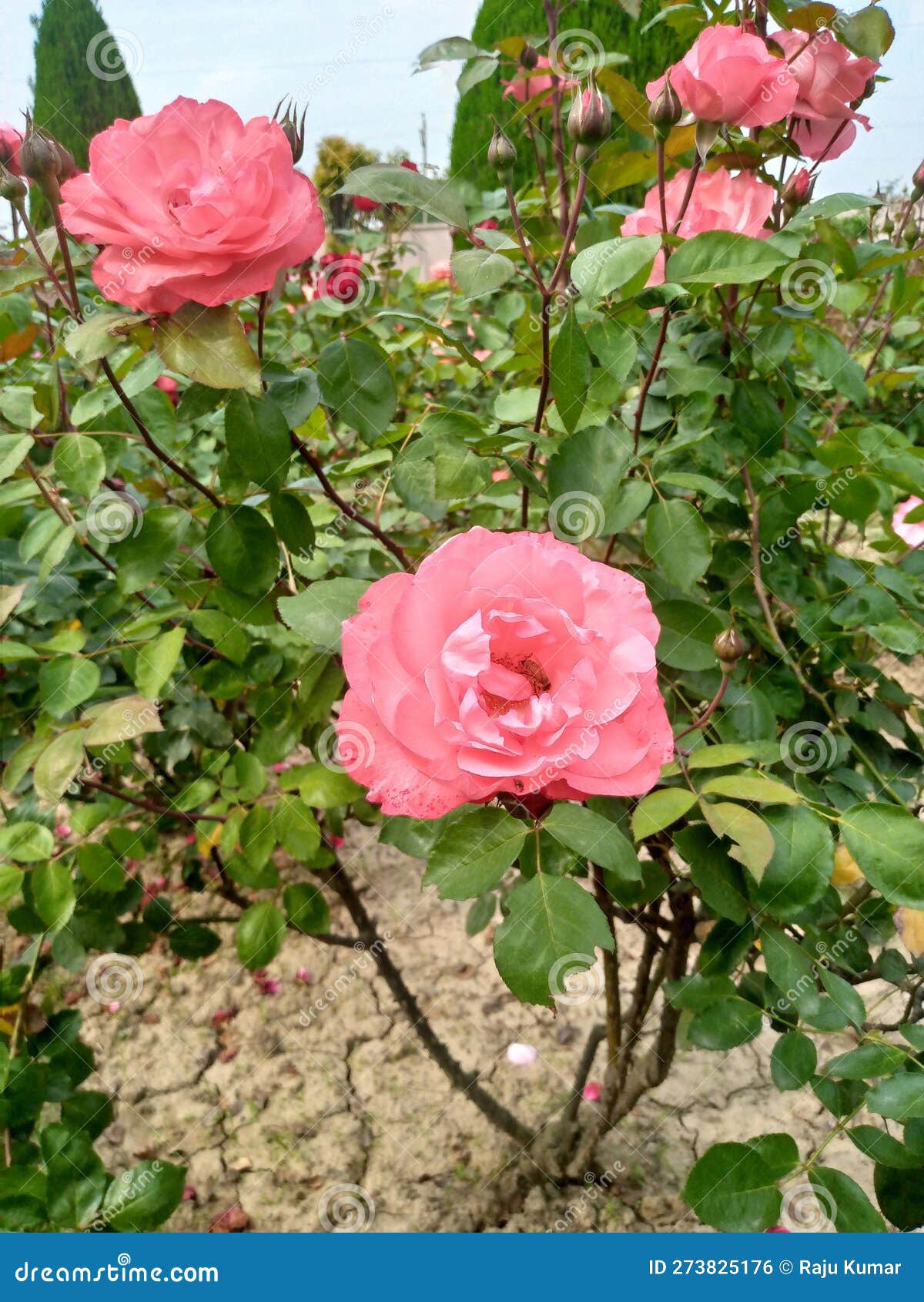 A Indian Rose A Very Beautiful Agricultural Land Royalty-Free Stock ...