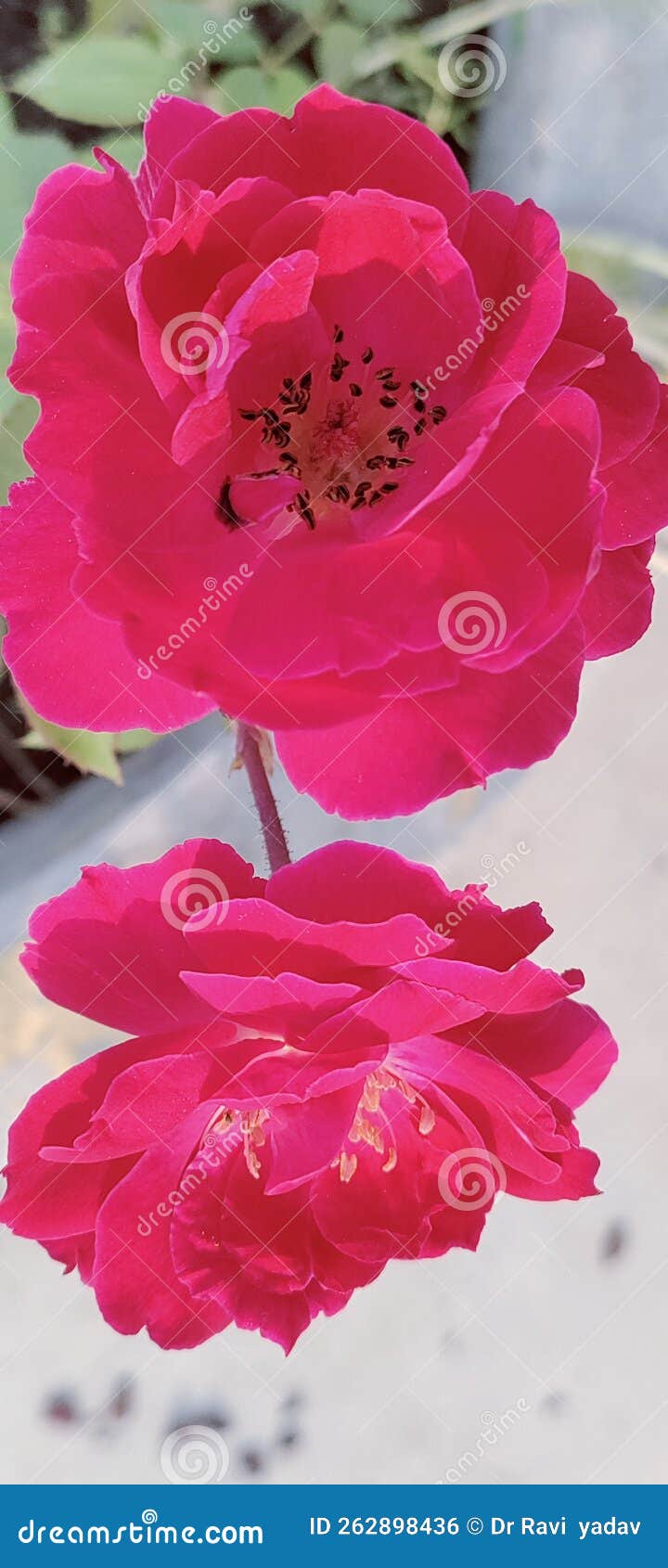 This is Indian Rose with Excellent Fragrance Stock Photo - Image of ...