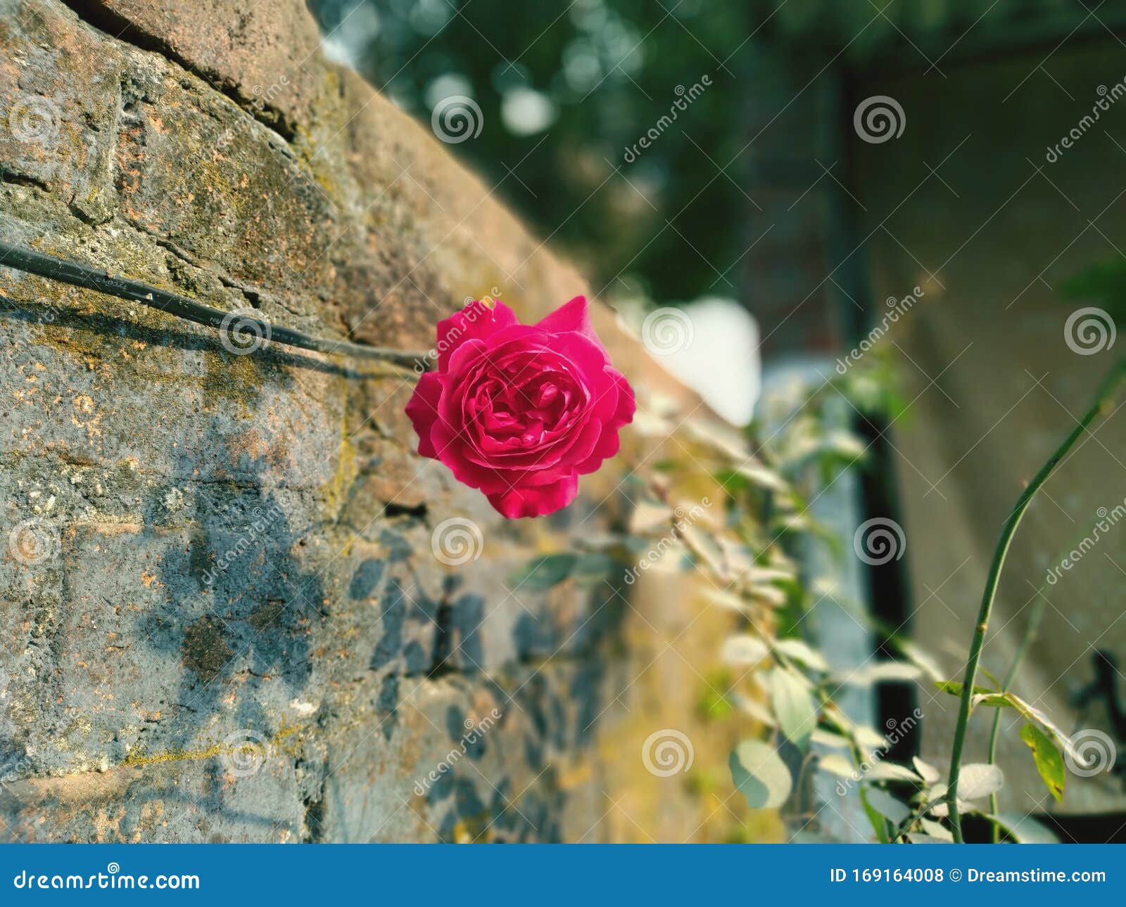 Indian rose red whit tree stock photo. Image of rose - 169164008