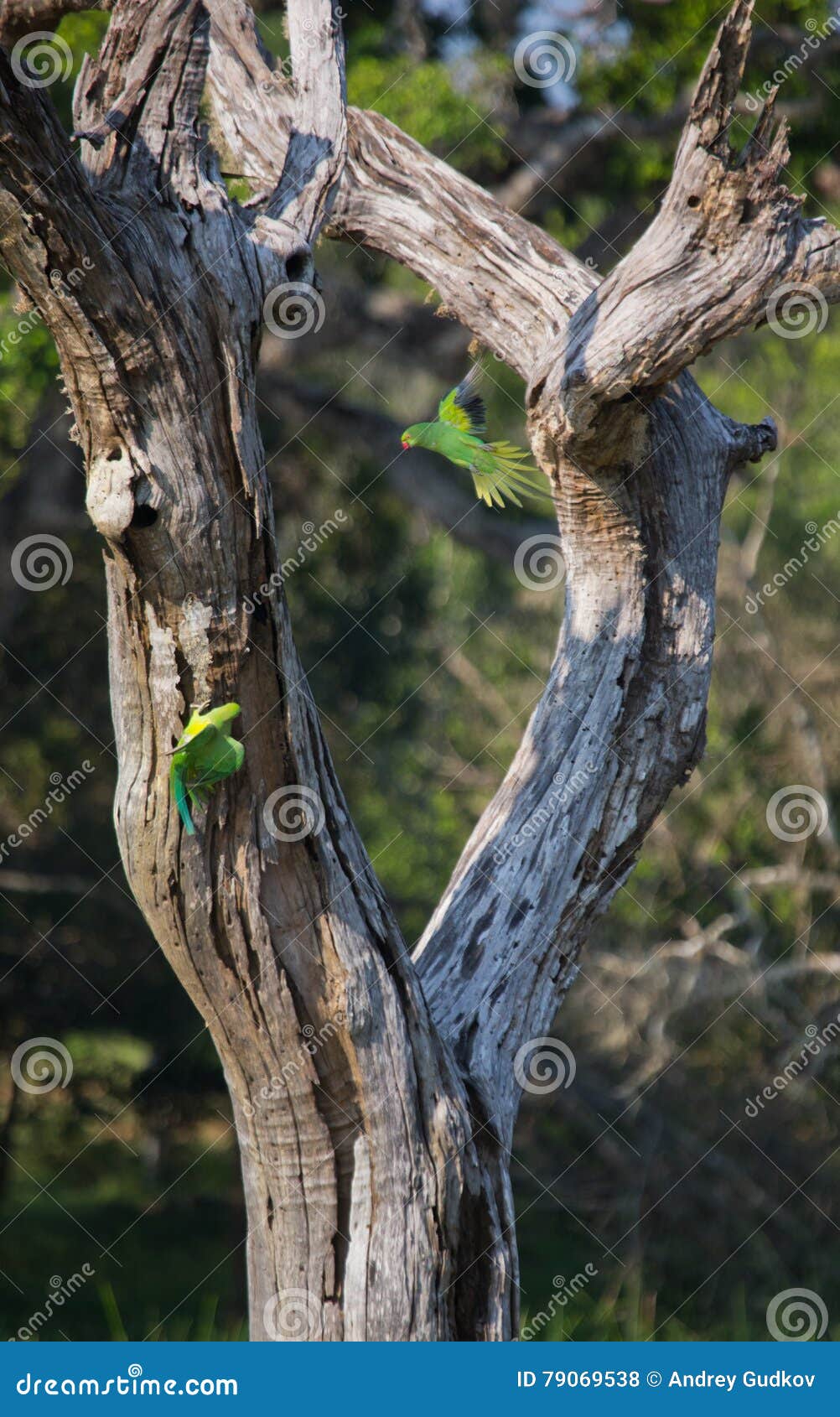 Indian Rose Very Beautiful Rose Royalty-Free Stock Image ...