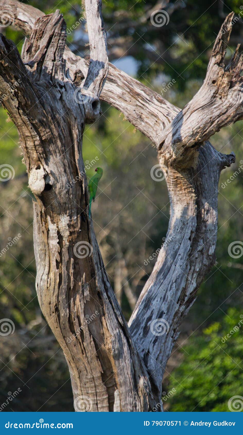 Indian Rose Very Beautiful Rose Royalty-Free Stock Photo ...