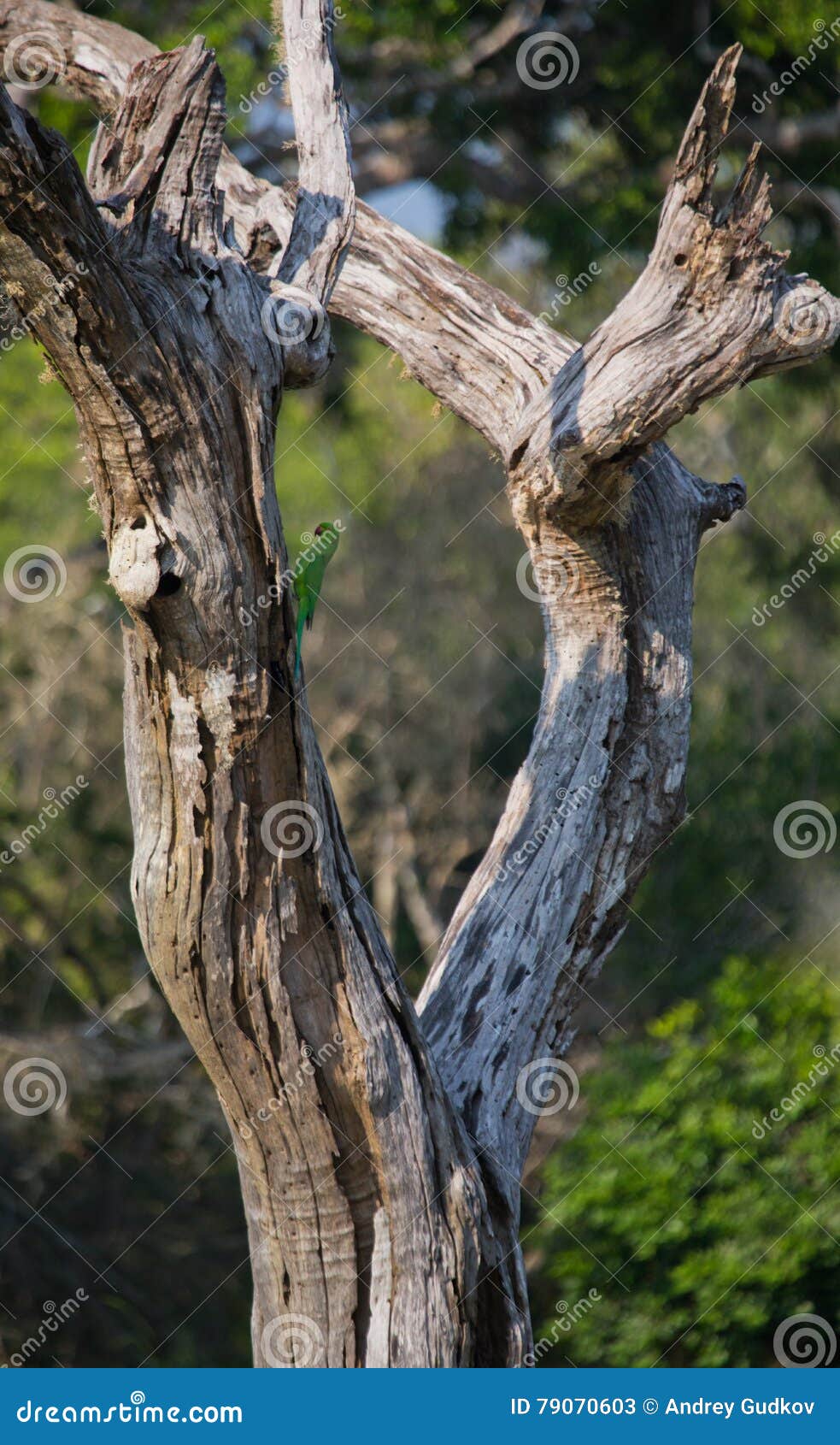 Indian Rose Very Beautiful Rose Royalty-Free Stock Photo ...