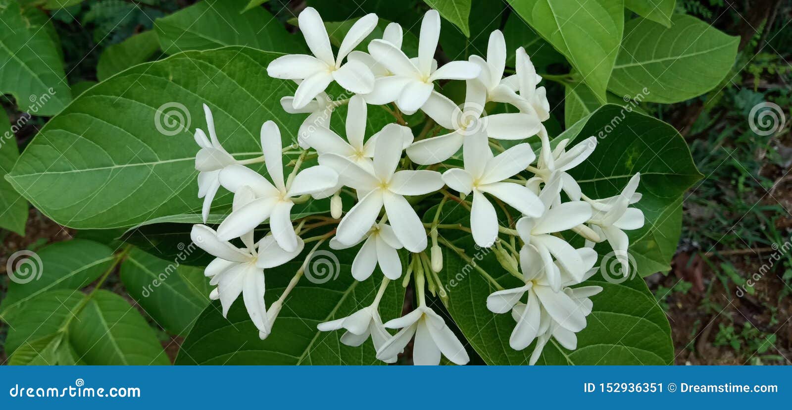 Indian Rose Very Beautiful Rose Stock Image - Image of rose, india ...