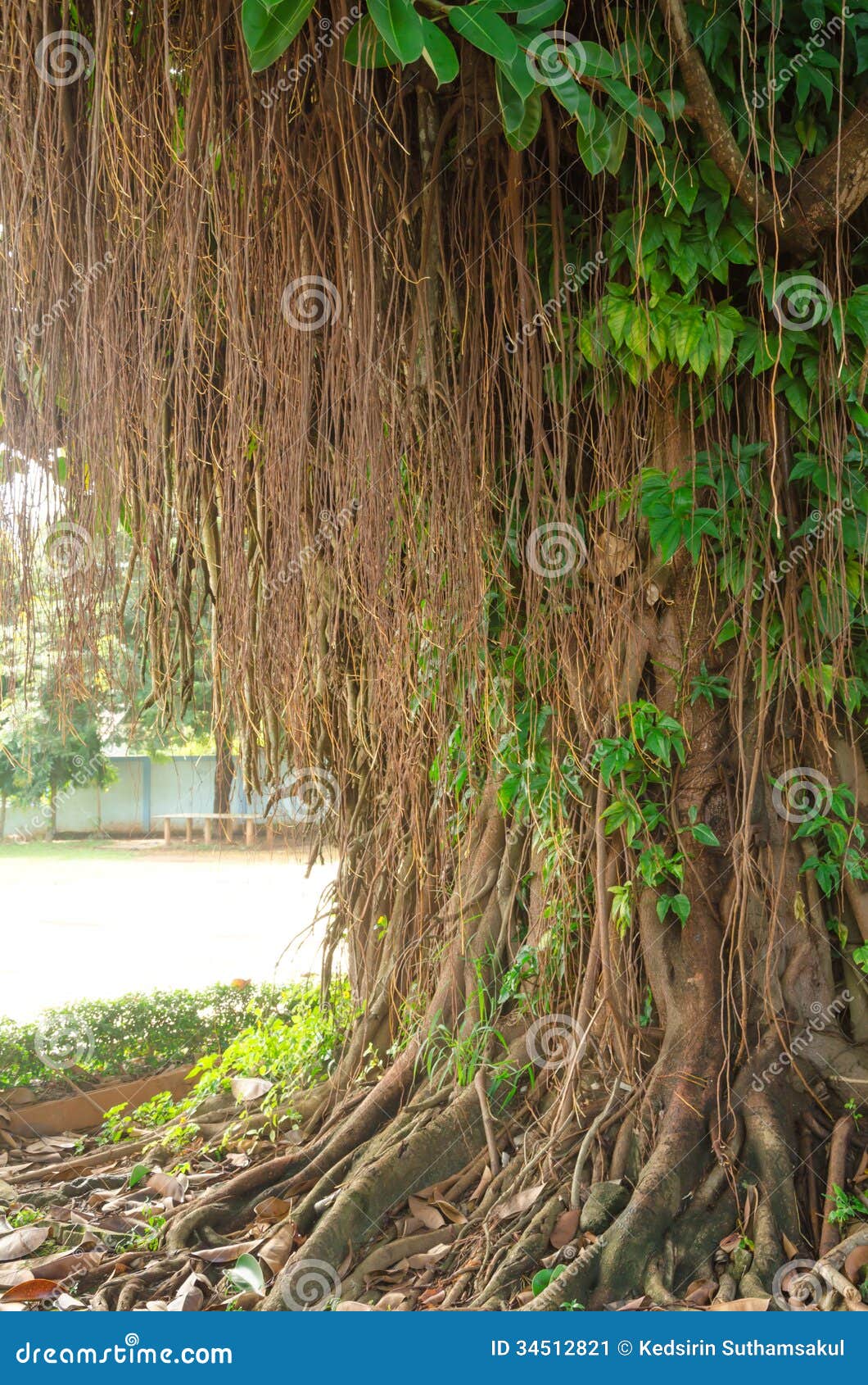 Indian Rubber Tree Indian Rubber Leaves On The Background Of Wood ...