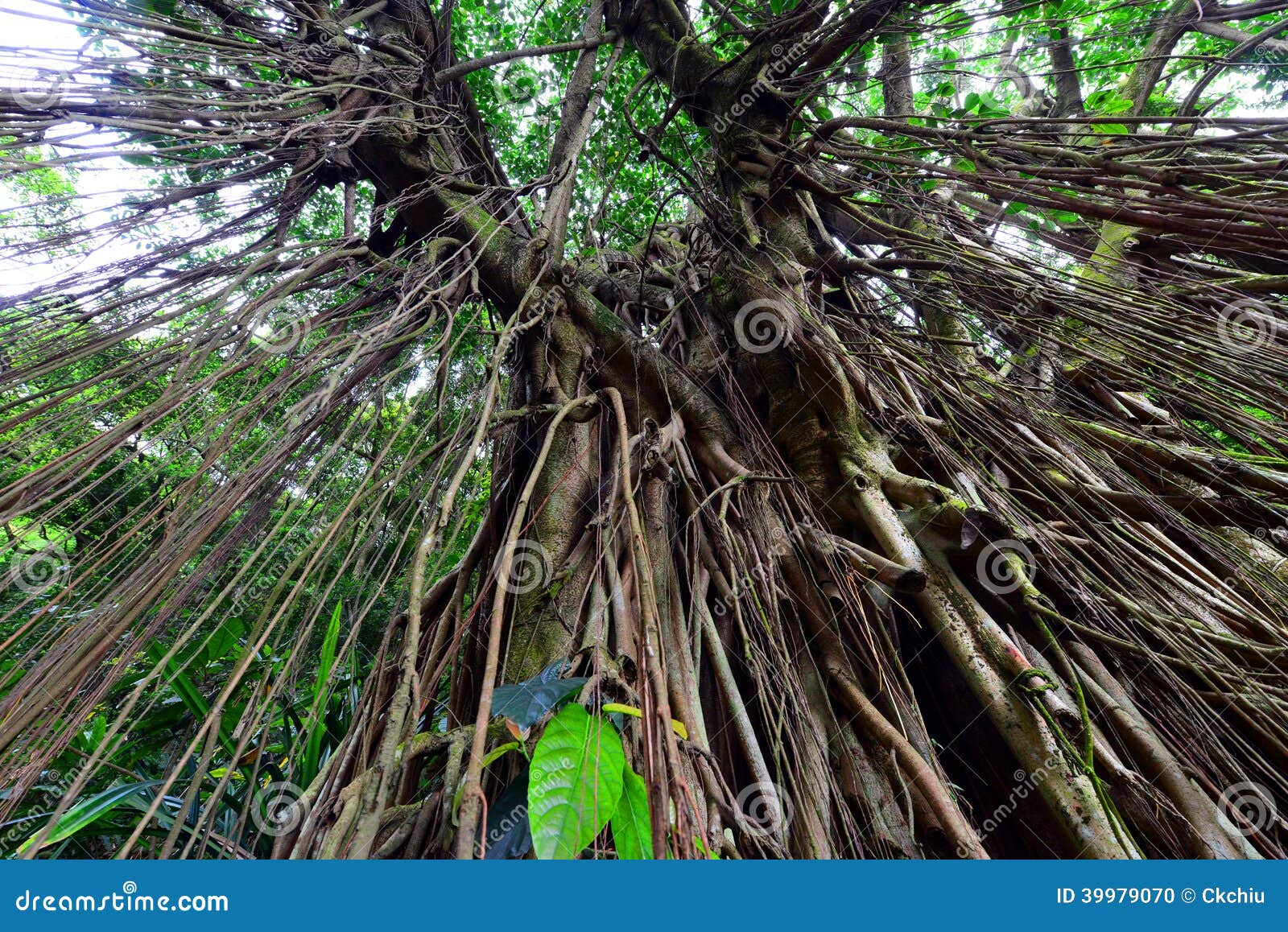 Indian Rubber Tree stock photo. Image of malaysia, stout - 39979070