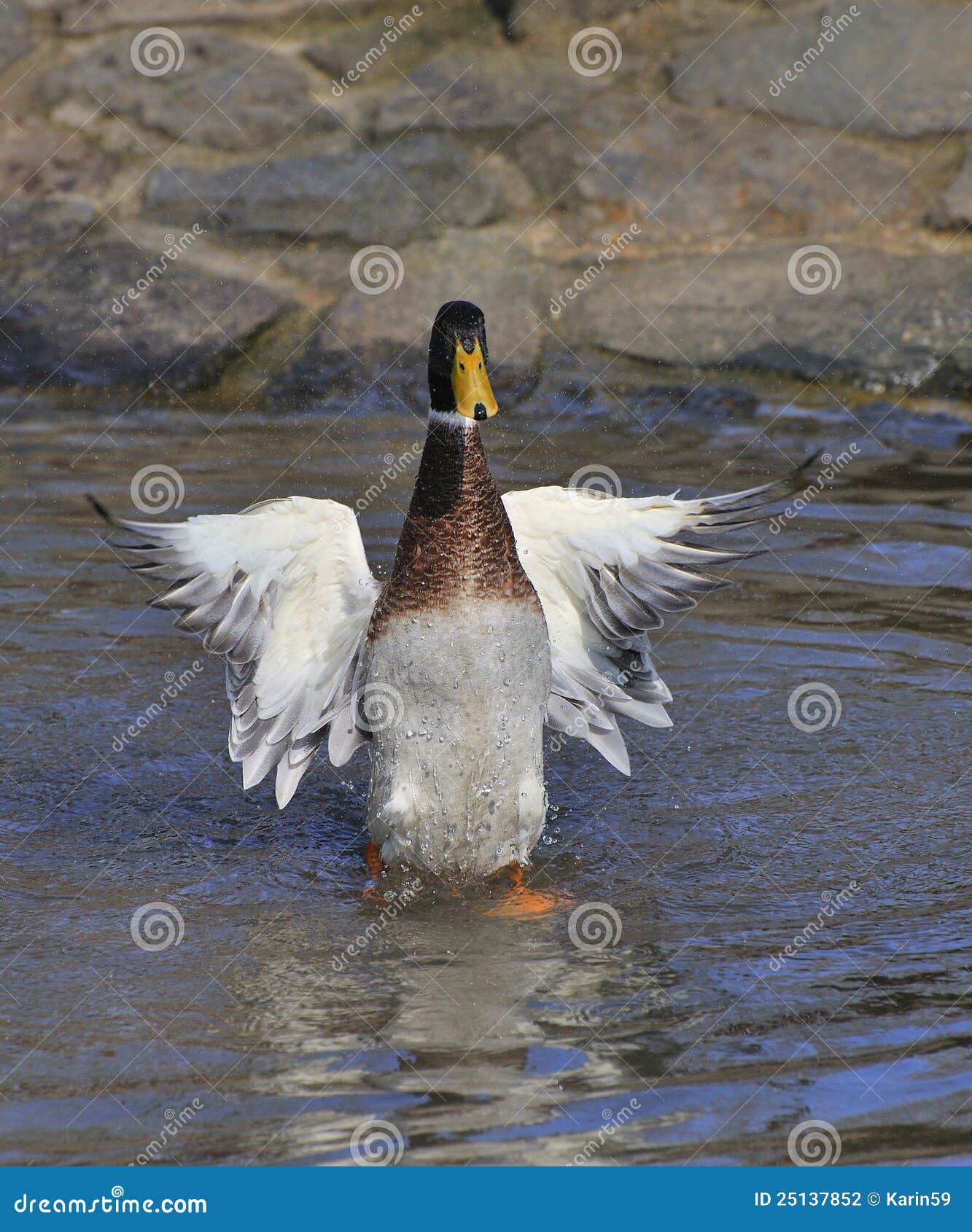 Indian Runner Duck stock photo. Image of canard, brown - 25137852