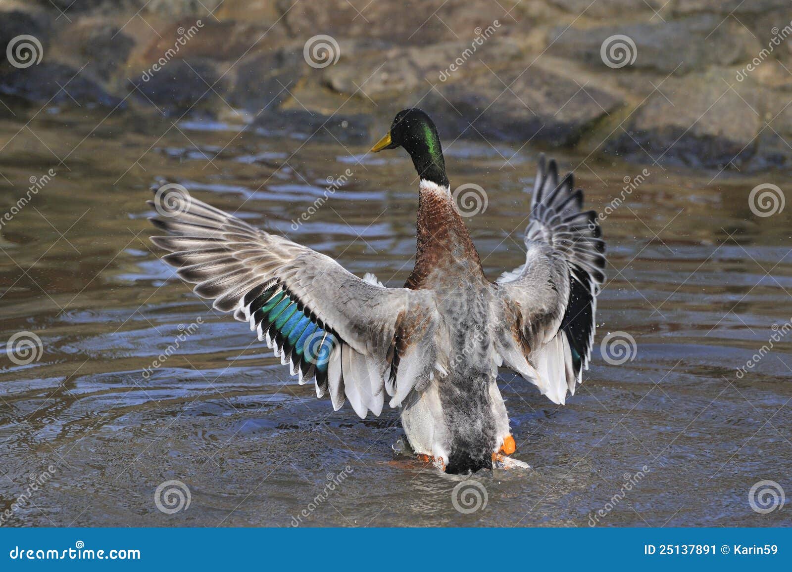 Indian Runner Duck stock image. Image of rural, soil - 25137891
