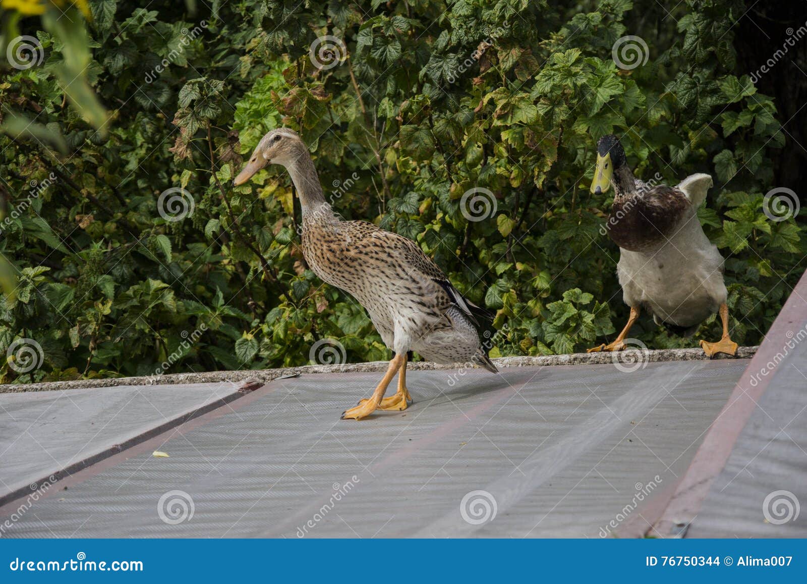 Indian runner duck stock photo. Image of female, green - 76750344