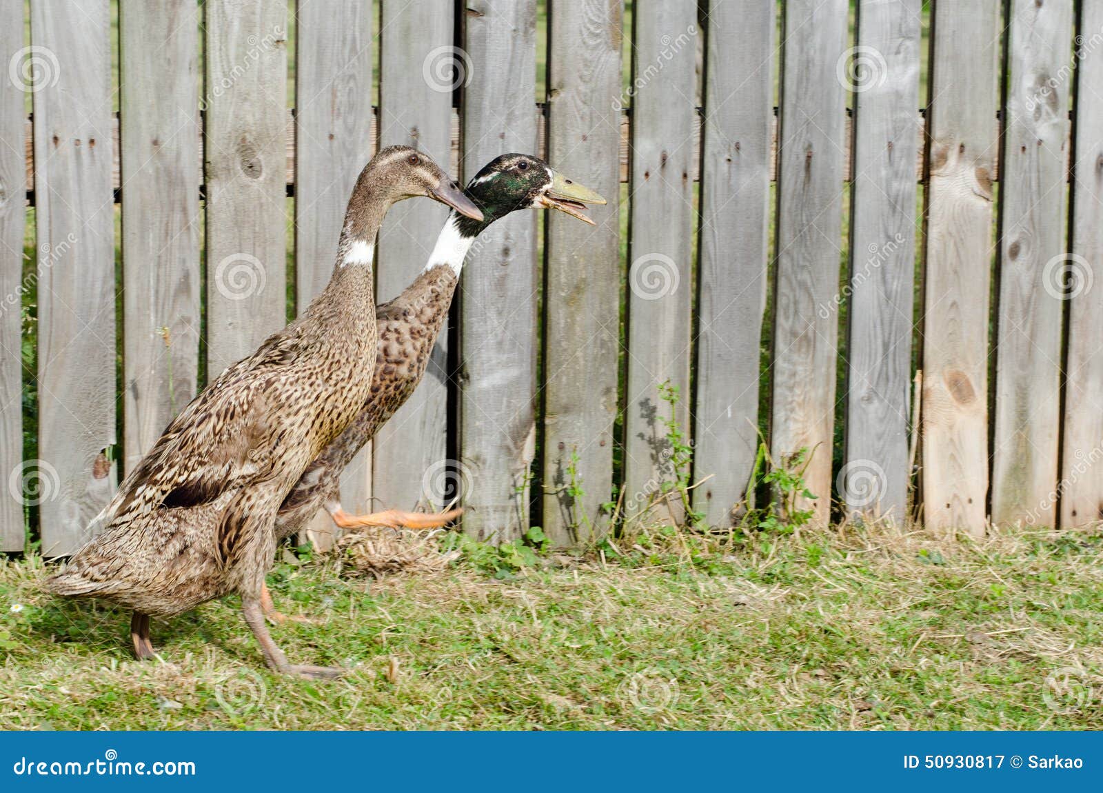Indian runner duck stock image. Image of wood, farm, stand - 50930817