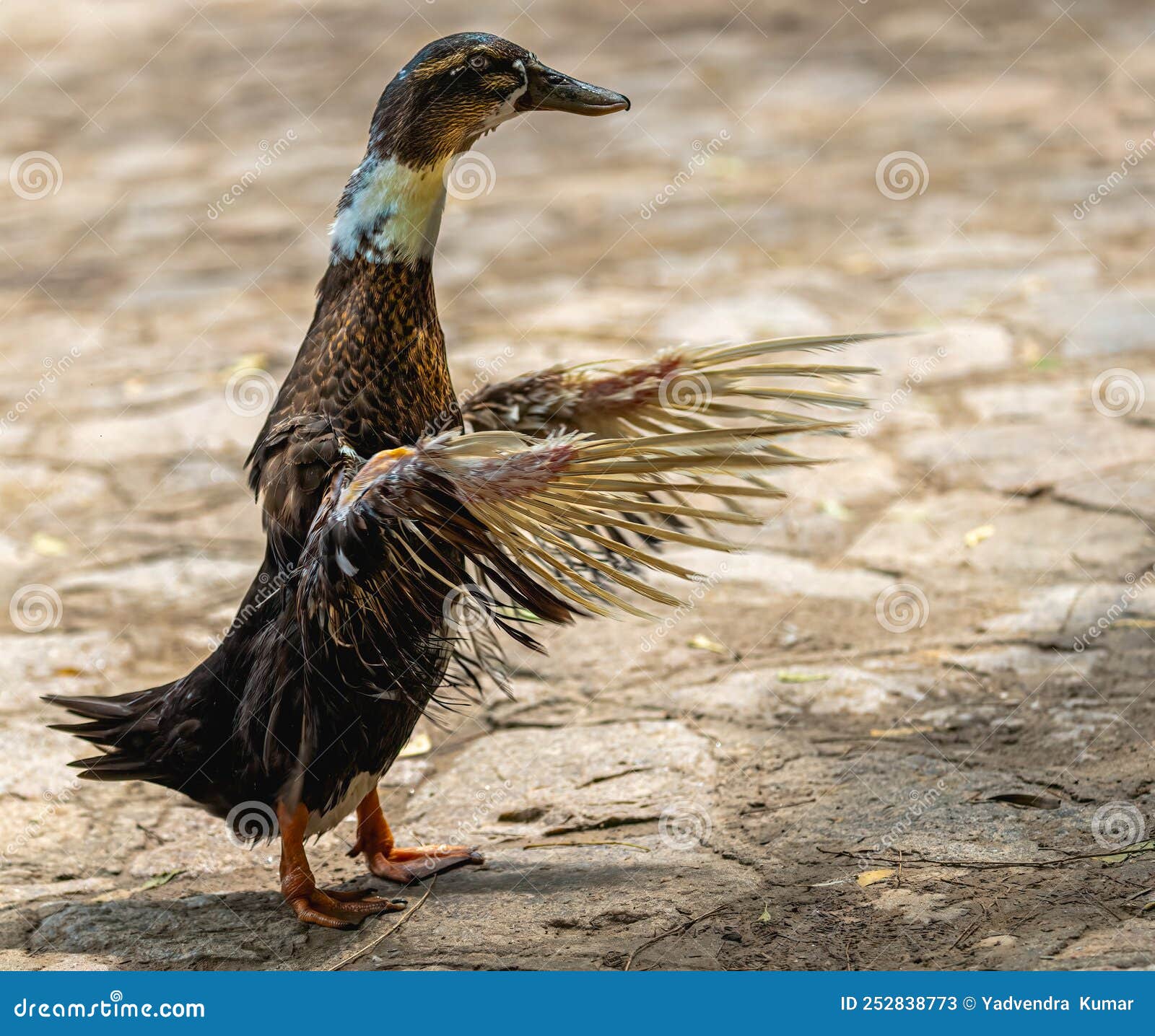 Indian Runner Duck Drying Its Feathers Stock Image - Image of live ...
