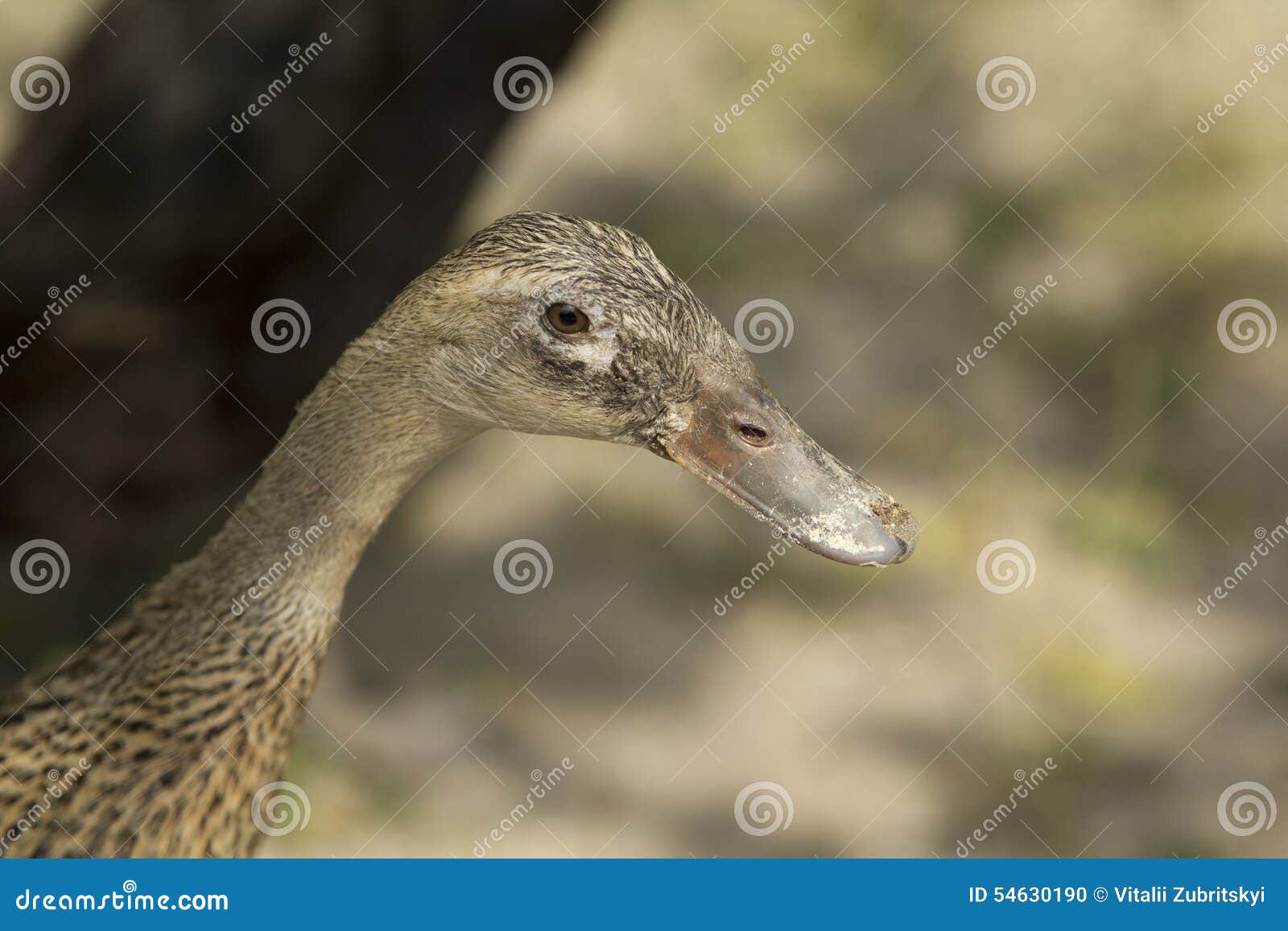 Indian runner duck stock photo. Image of indian, head - 54630190