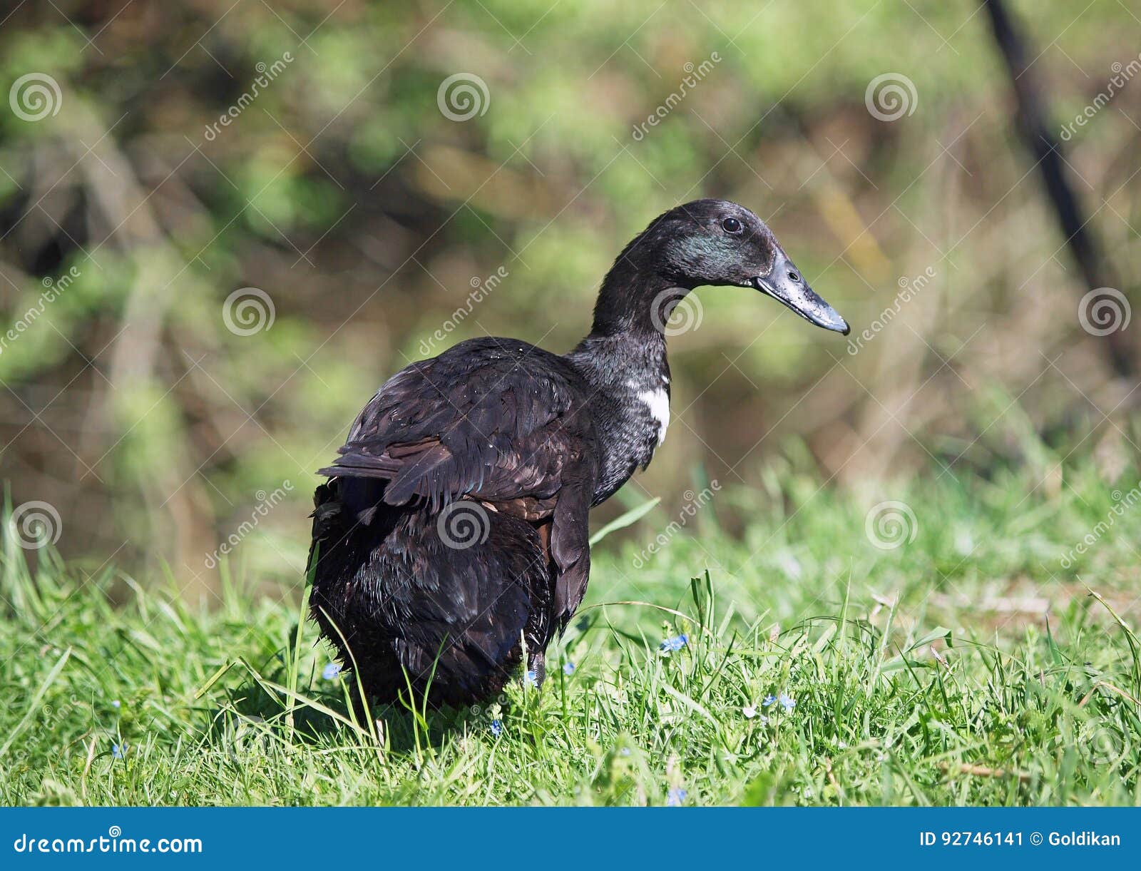 Indian Runner duck stock image. Image of natural, grass - 92746141