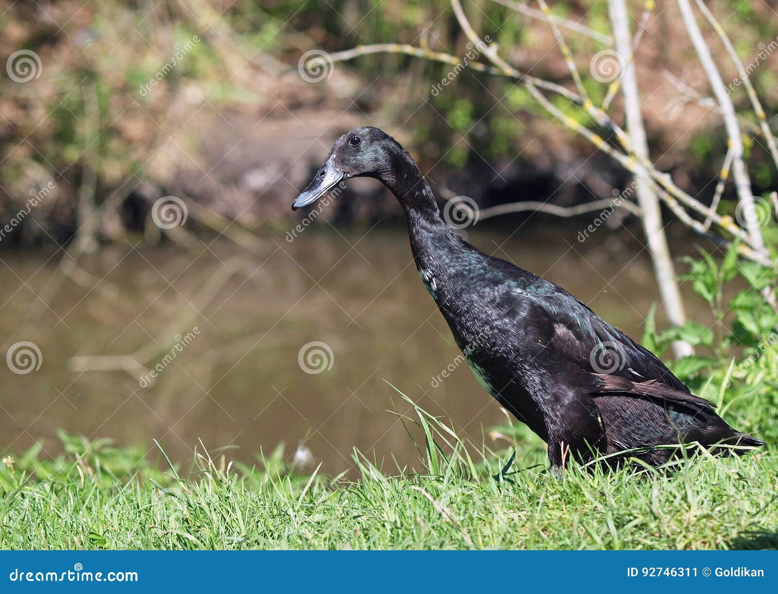Indian Runner duck stock image. Image of indian, habitat - 92746311