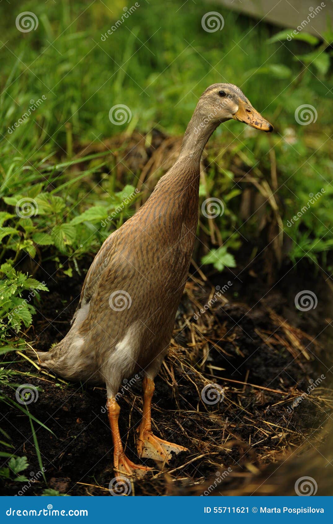 Indian runner duck stock image. Image of poultry, slug - 55711621