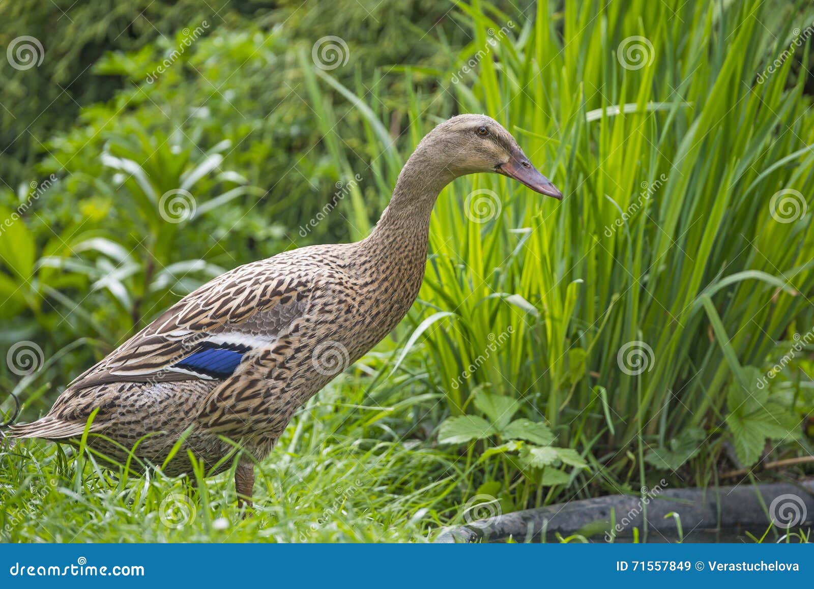 Indian runner duck stock image. Image of slug, anas, farmland - 71557849
