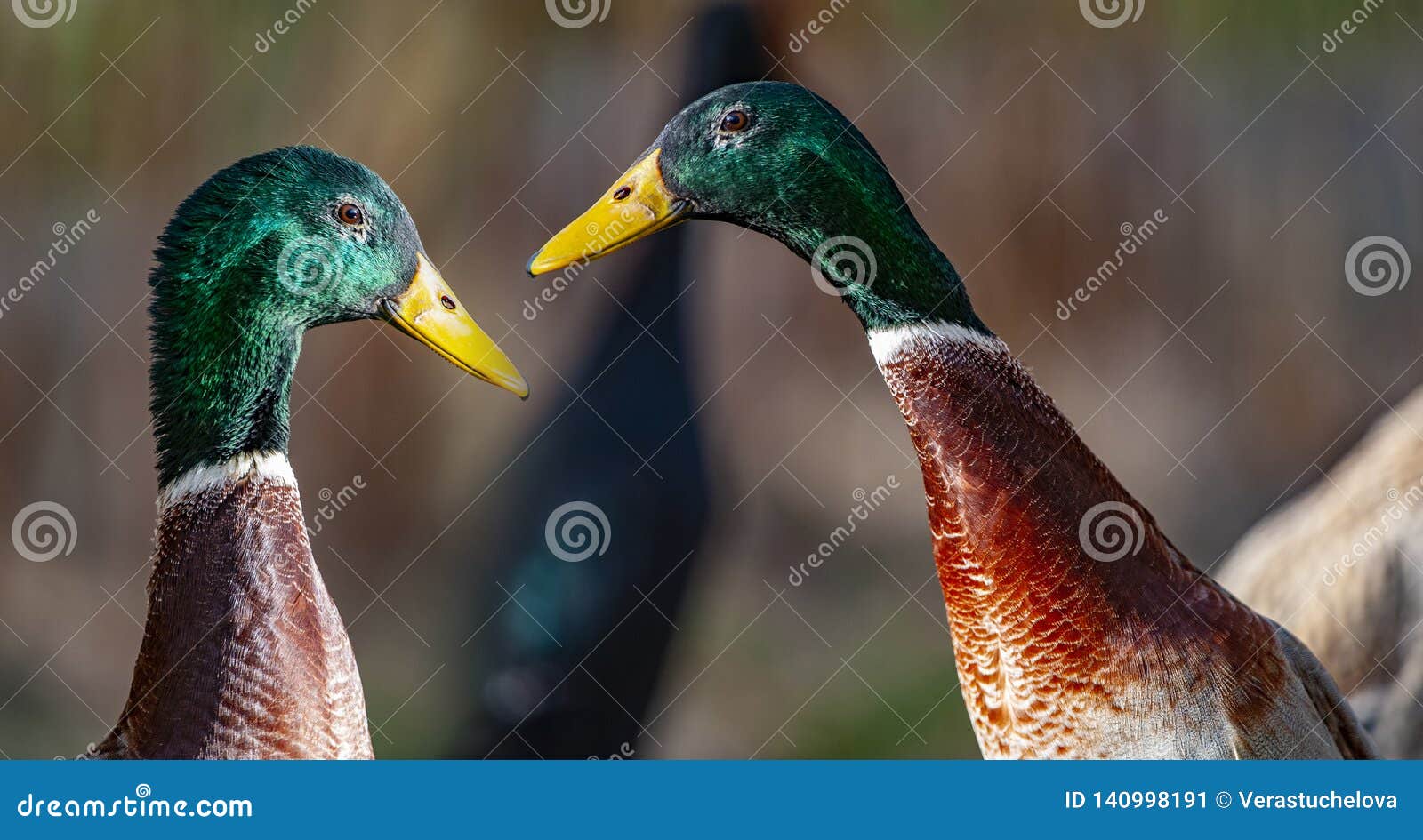 Indian Runner Ducks in the Garden Stock Image - Image of anas, farmyard ...