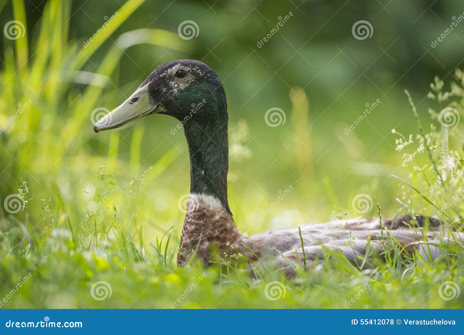 Indian runner duck - male stock photo. Image of wild - 55412078