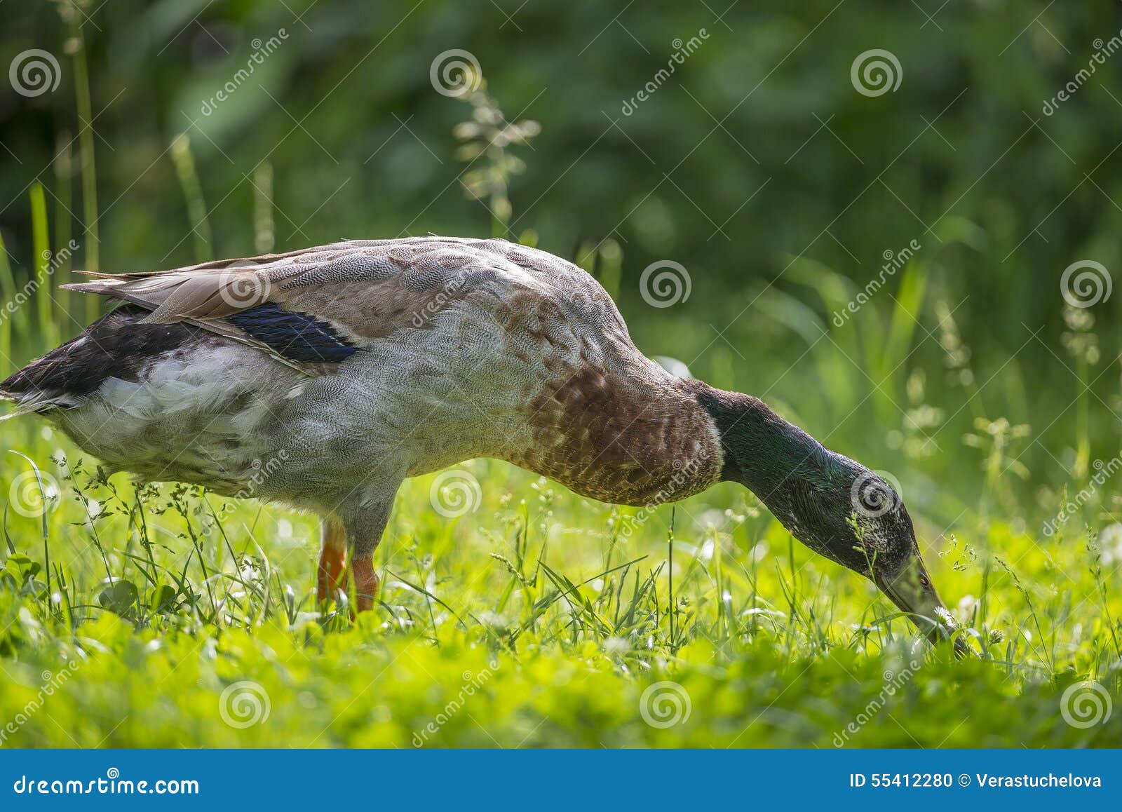 Indian runner duck stock photo. Image of green, grass - 55412280