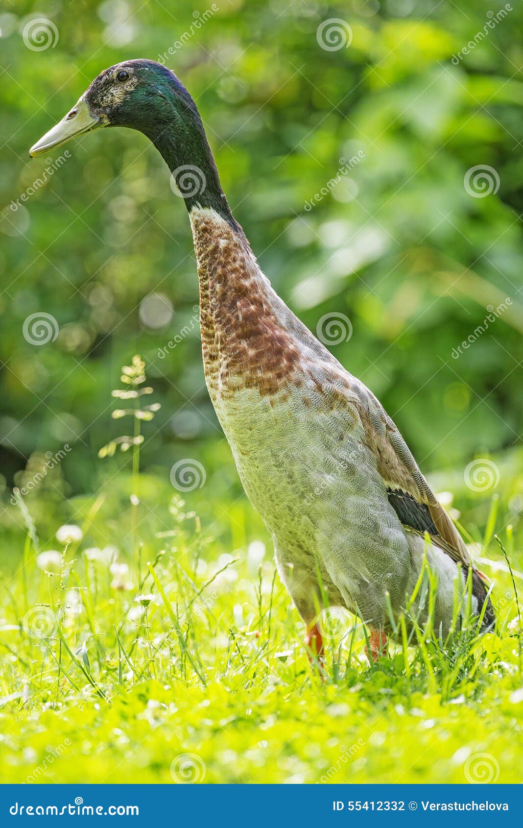 Indian runner duck - male stock photo. Image of male - 55412332