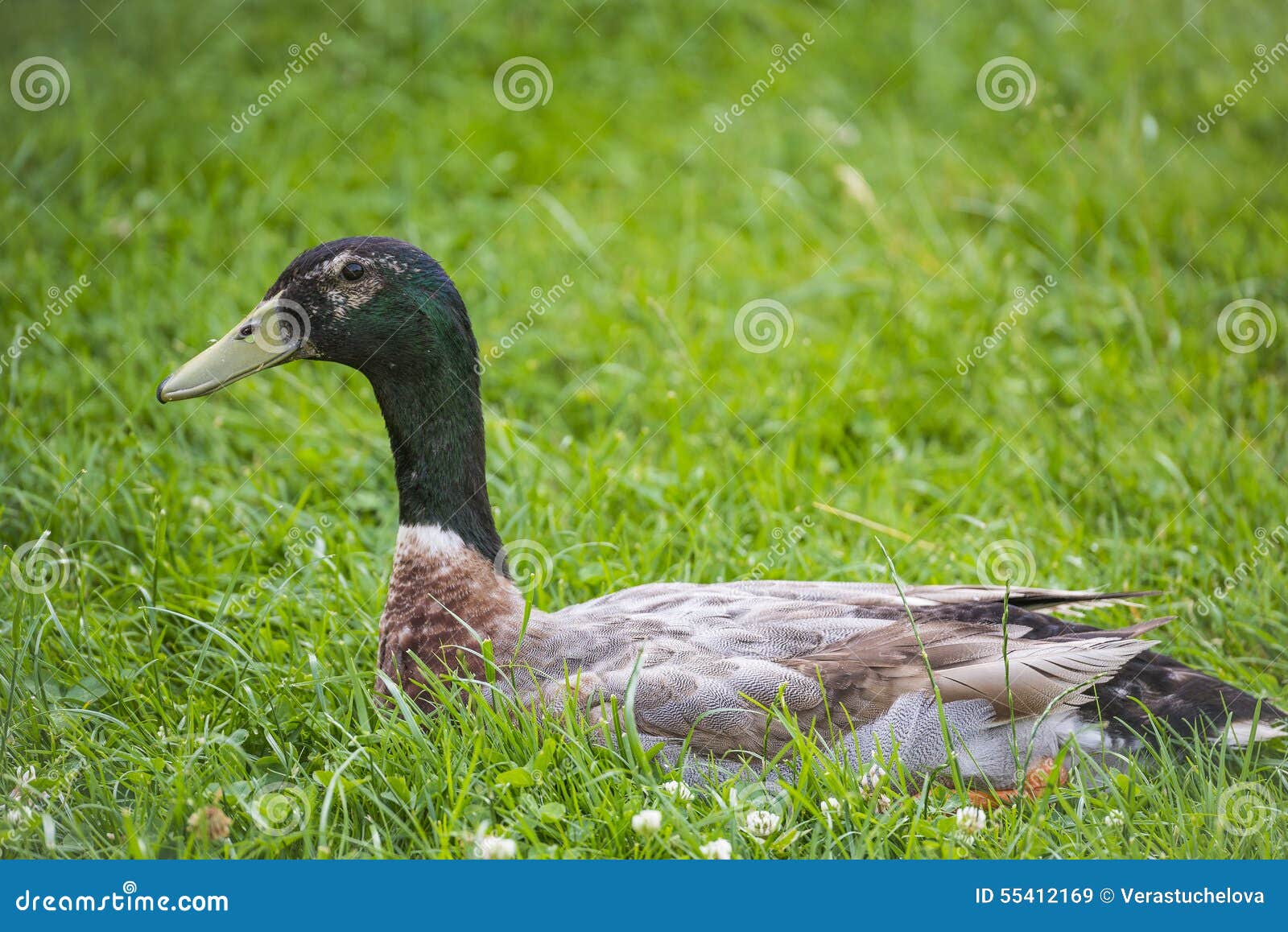 Indian Runner Duck - a Male Stock Image - Image of eyes, runner: 55412169
