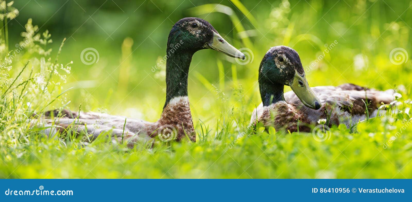 Indian runner duck stock photo. Image of grass, green - 86410956