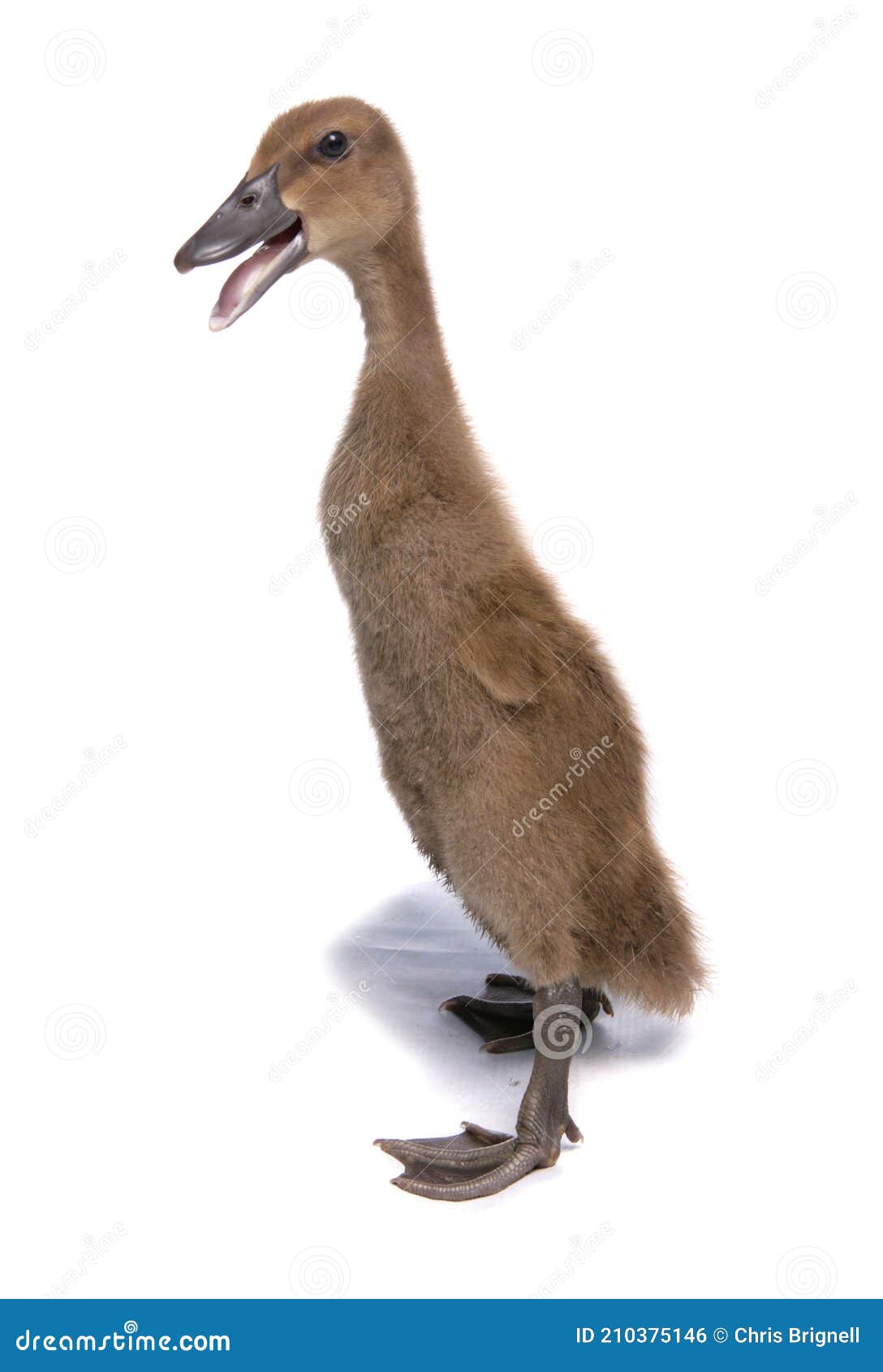 Chocolate Runner Duck