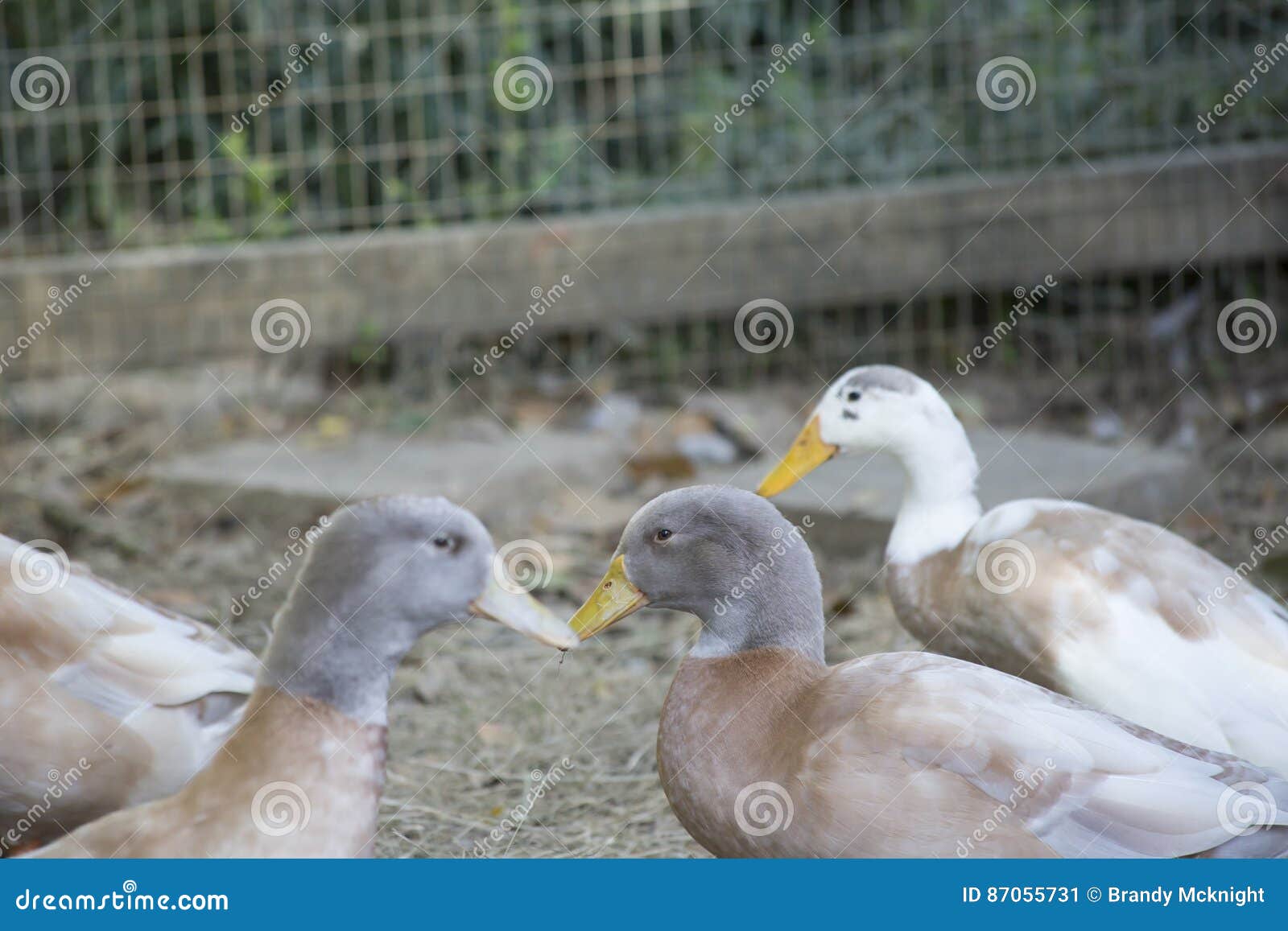 Indian Runner Ducks stock image. Image of natural, avian - 87055731