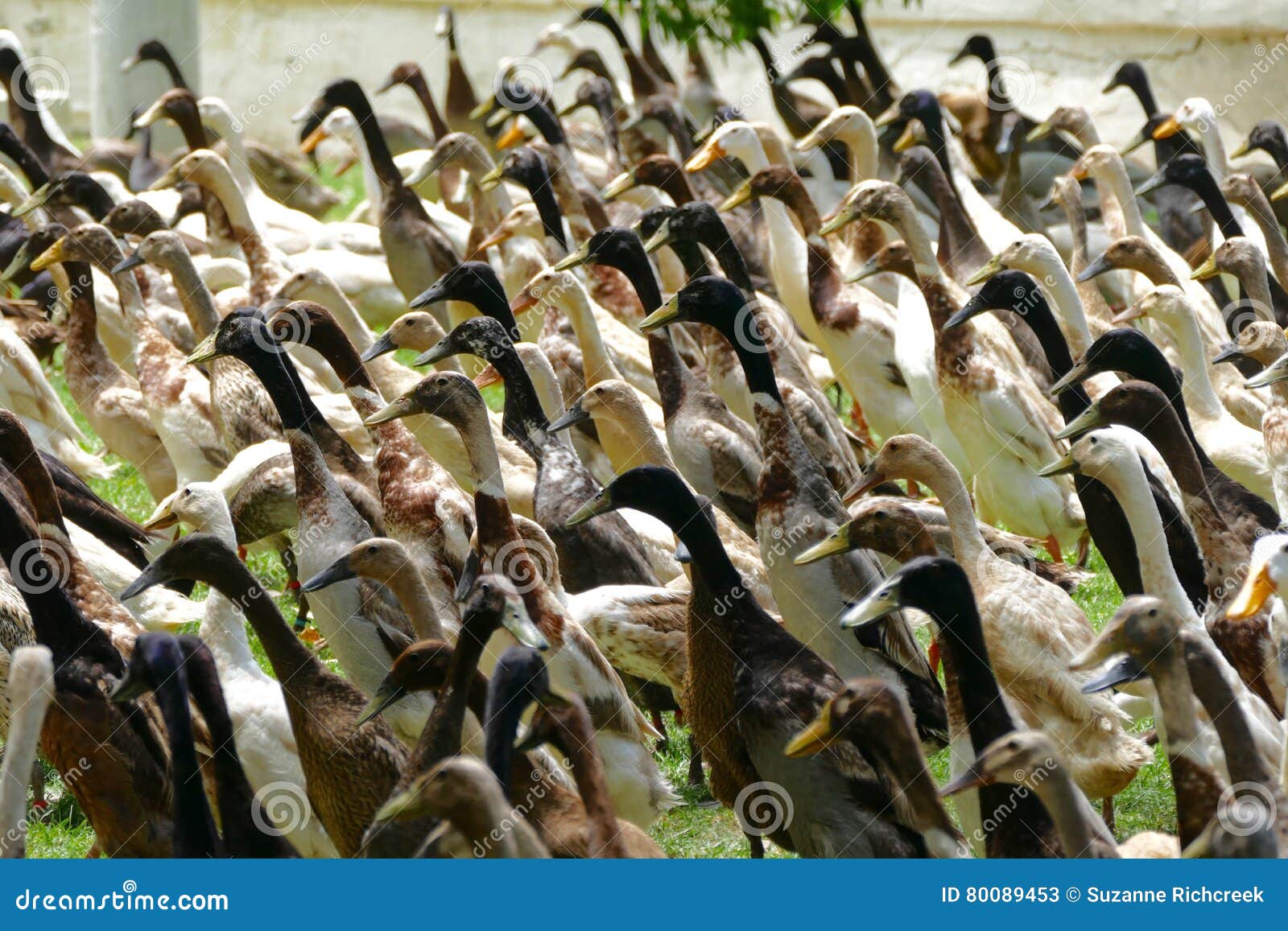 Indian runner ducks stock image. Image of flock, runner - 80089453
