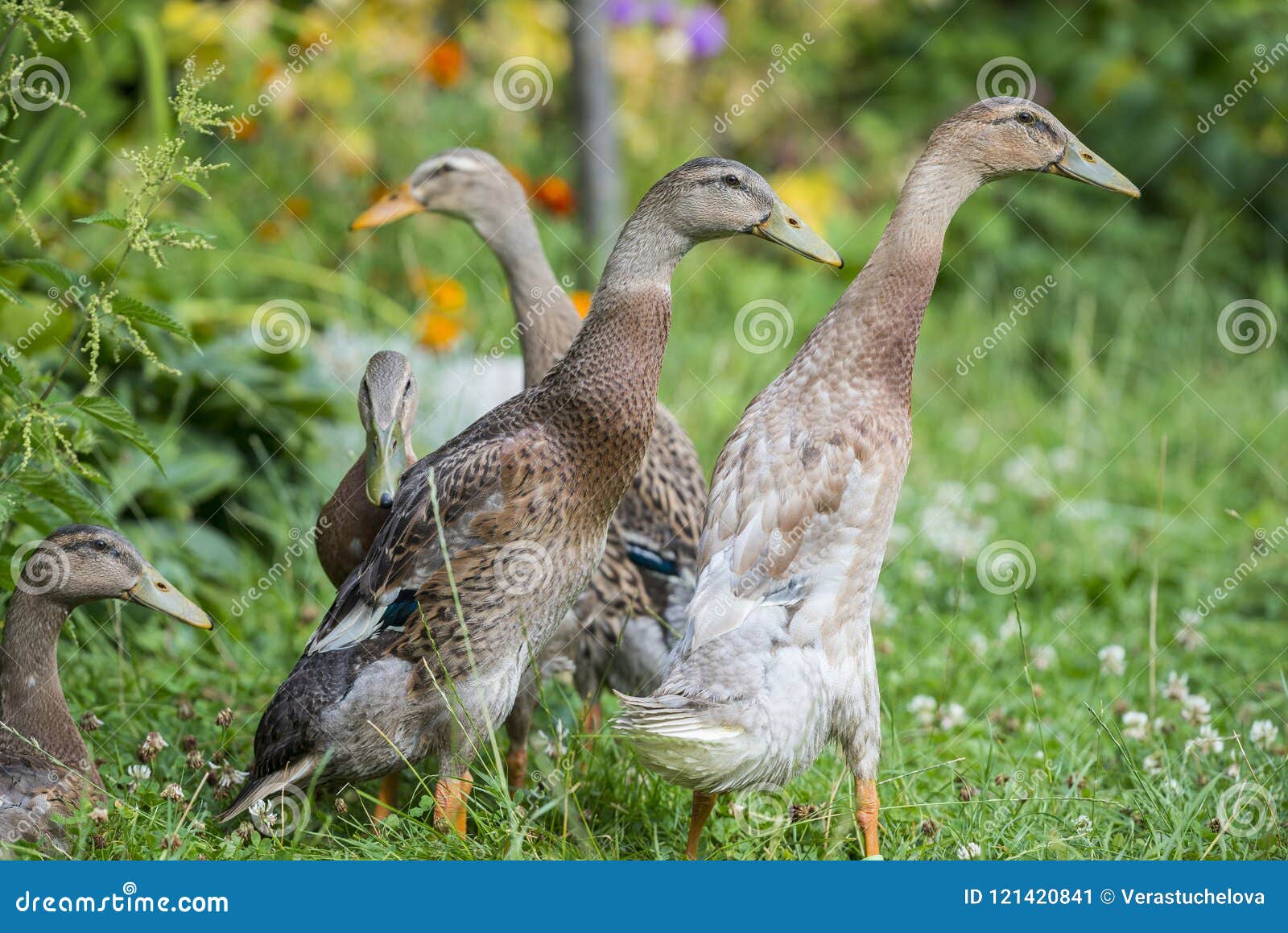 Indian Runner Ducks in the Garden Stock Image - Image of breeding ...