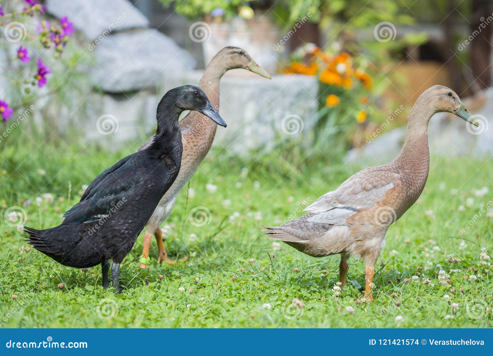 Indian Runner Ducks in the Garden Stock Photo - Image of indian ...