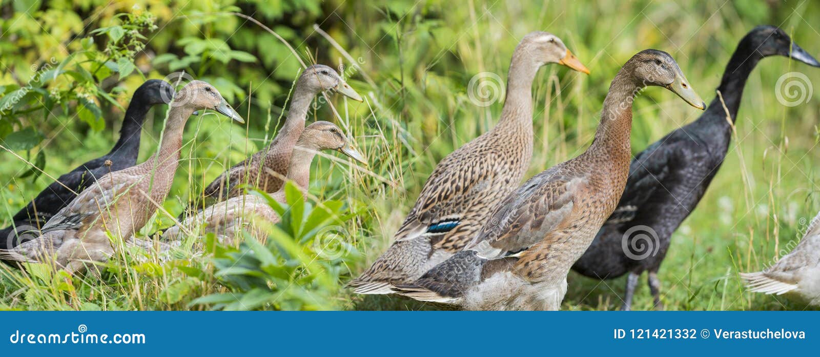 Indian Runner Ducks in the Garden Stock Photo - Image of farmyard ...