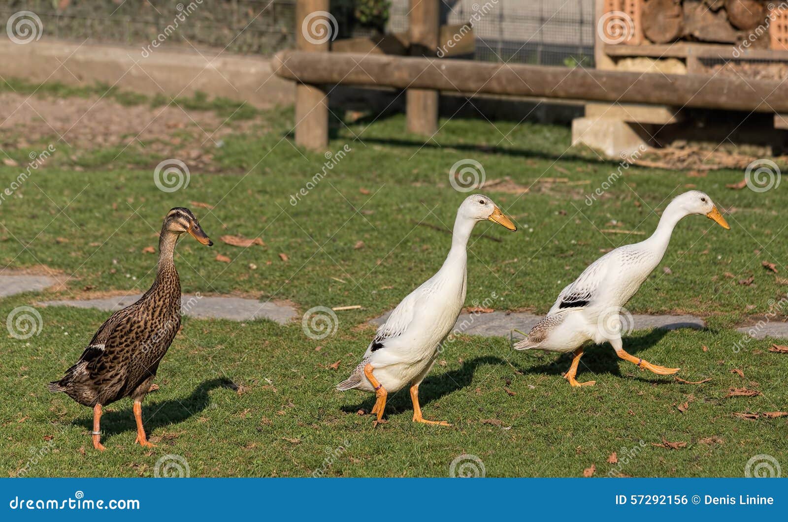 Indian runner ducks stock photo. Image of green, domestic - 57292156