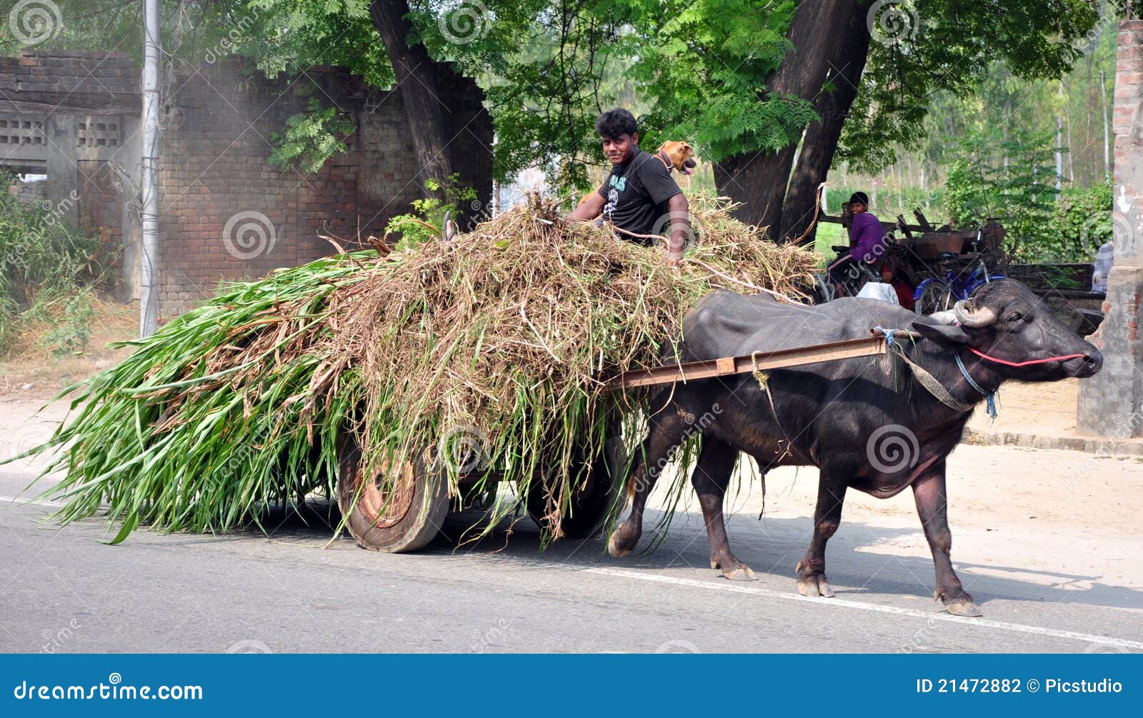 Indian rural life editorial photography. Image of road - 21472882