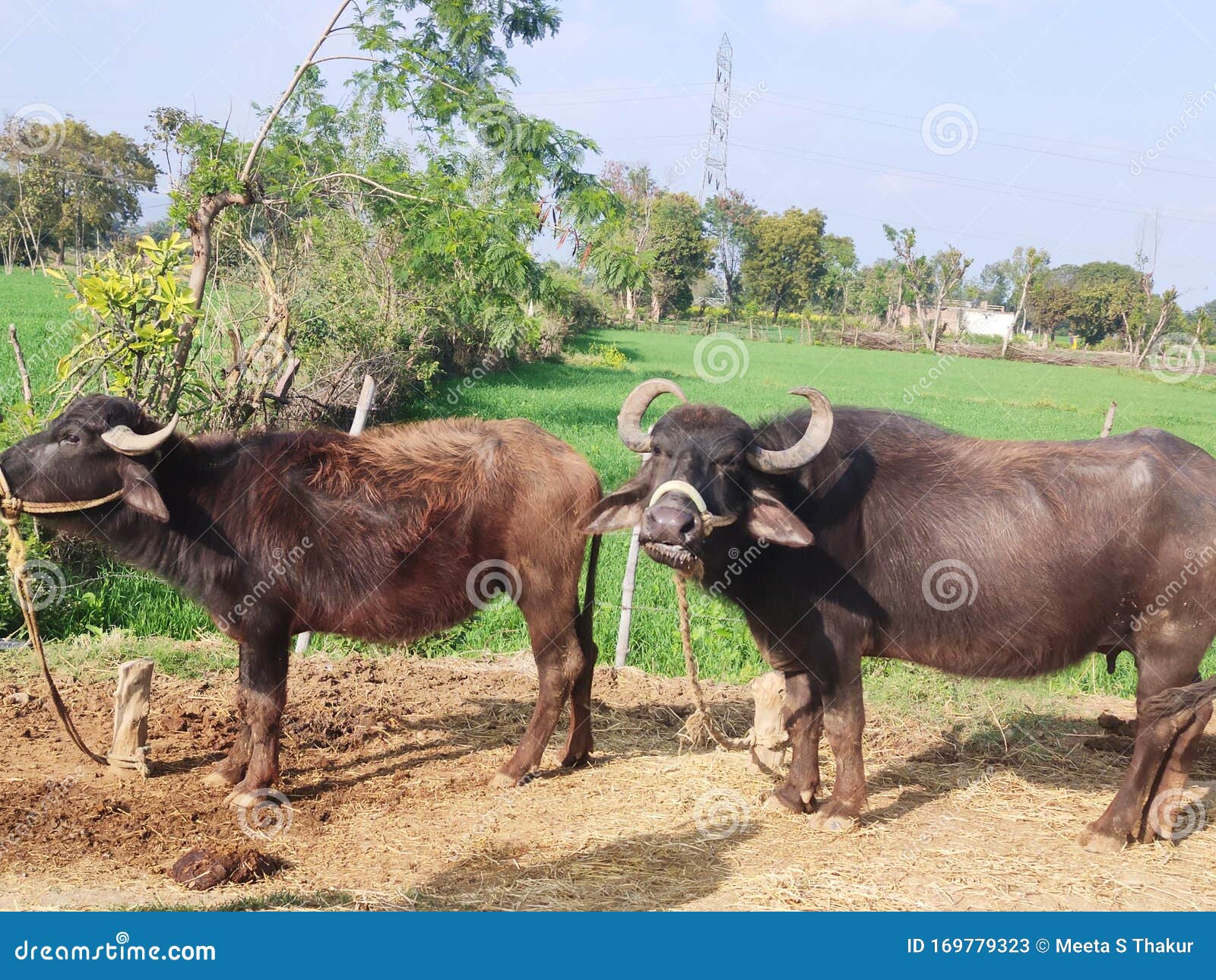 Indian Rural Life Cows and Buffalo Stock Image - Image of buffalo ...