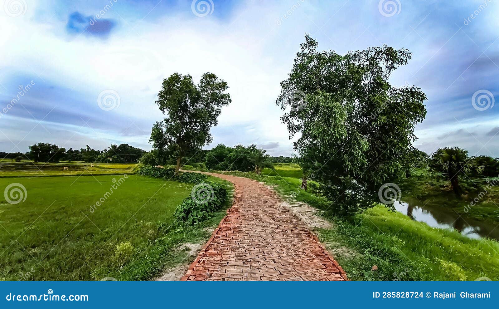 An Indian Rural Road Runs through the Middle of Green Fields. Stock ...