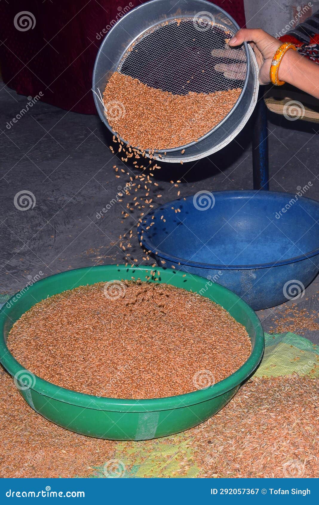 Indian Rural Woman Cleaning Wheat at Home, Cleaning Wheat, Rural ...