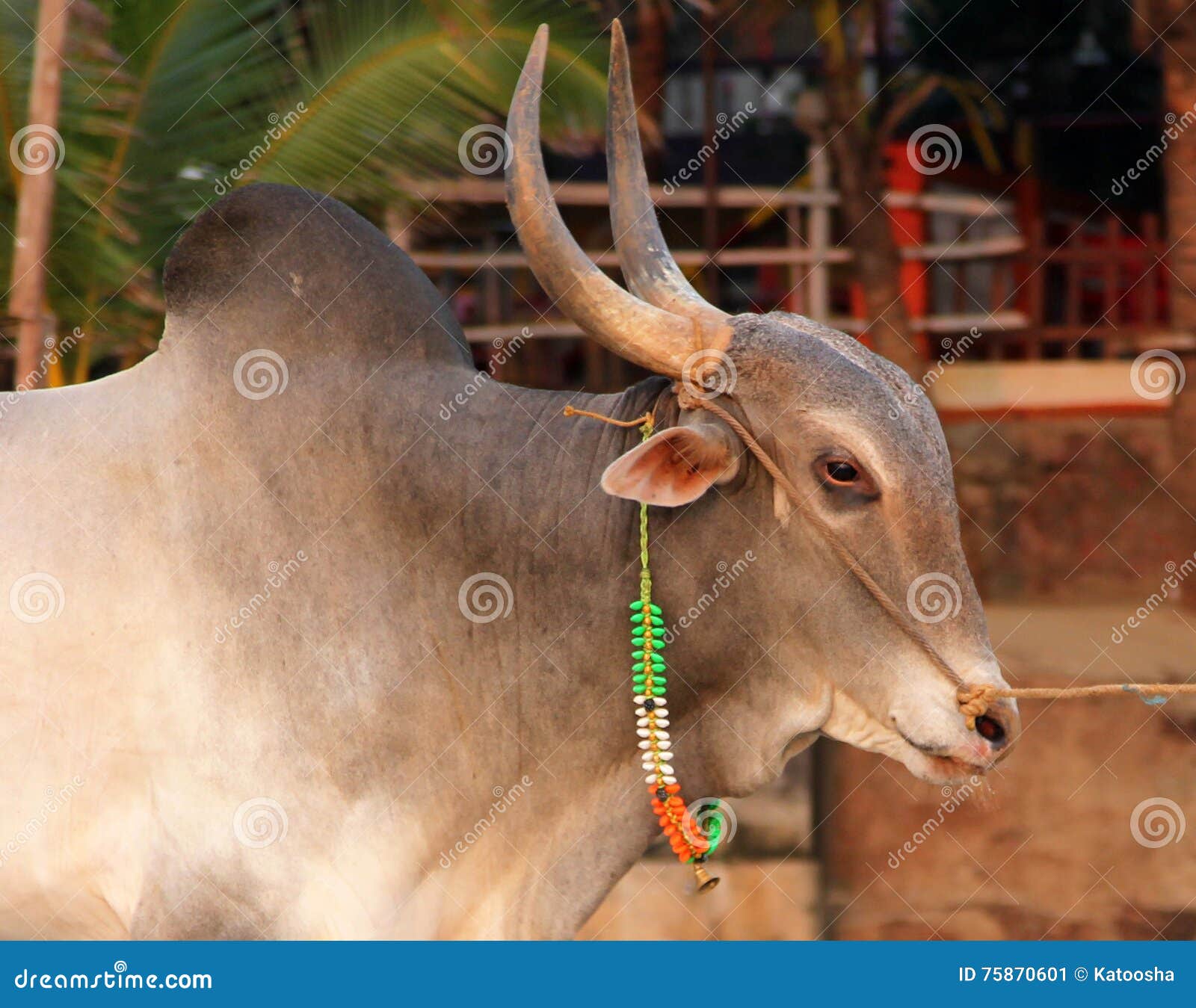 Indian Sacred Cow on the Beach in GOA Stock Image - Image of india ...