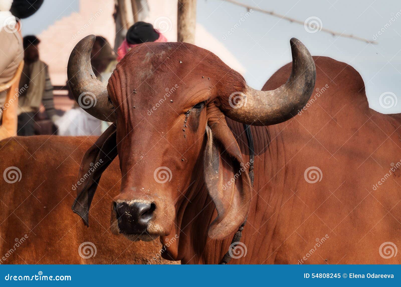 Indian sacred cow stock image. Image of sacred, varanasi - 54808245