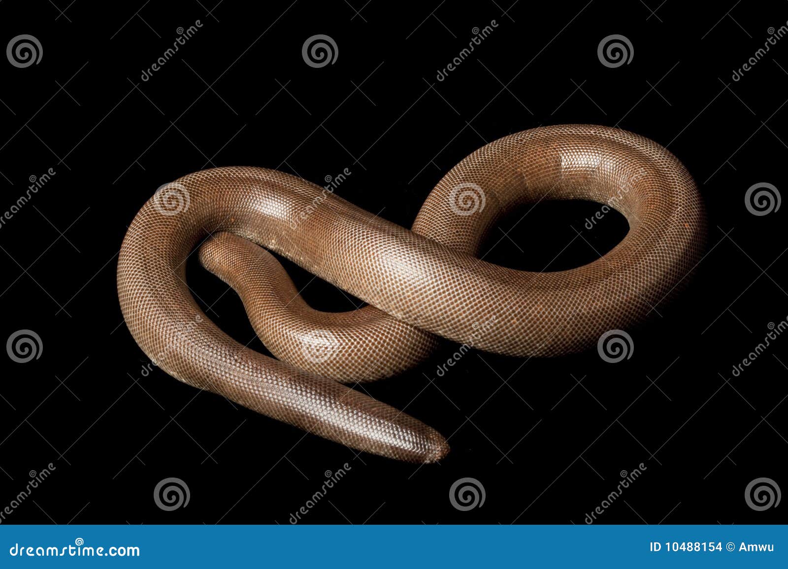 Indian Red Sand Boa Snake Royalty-Free Stock Photo | CartoonDealer.com ...