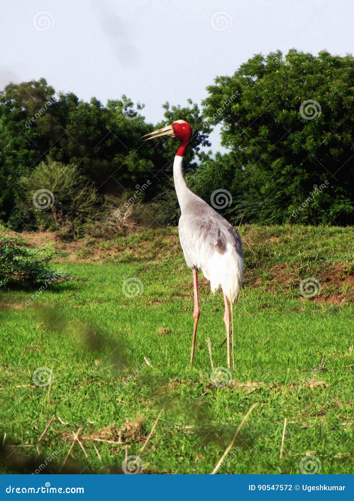 Indian sarus crane bird stock photo. Image of crane, indian - 90547572