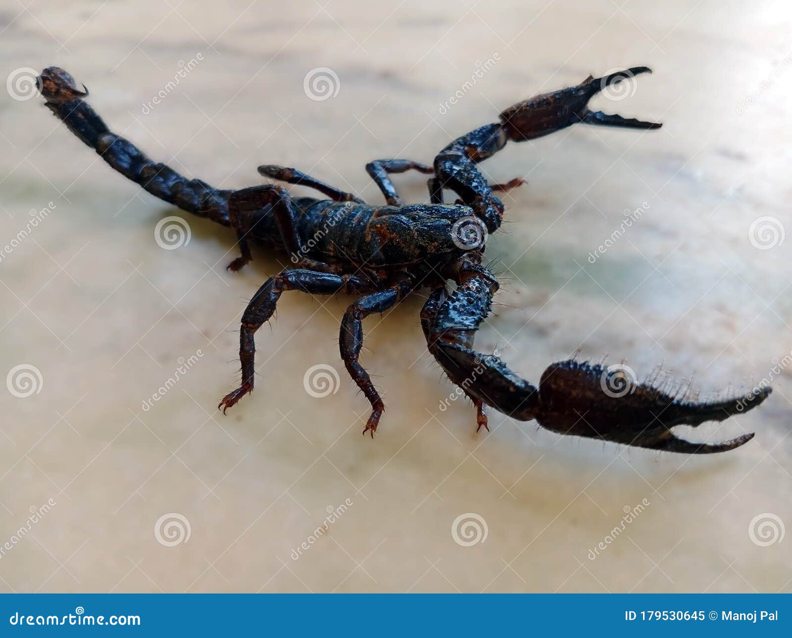 INDIAN BLACK SCORPION TOP VIEW. BLUR BACKGROUND. Stock Image - Image of ...