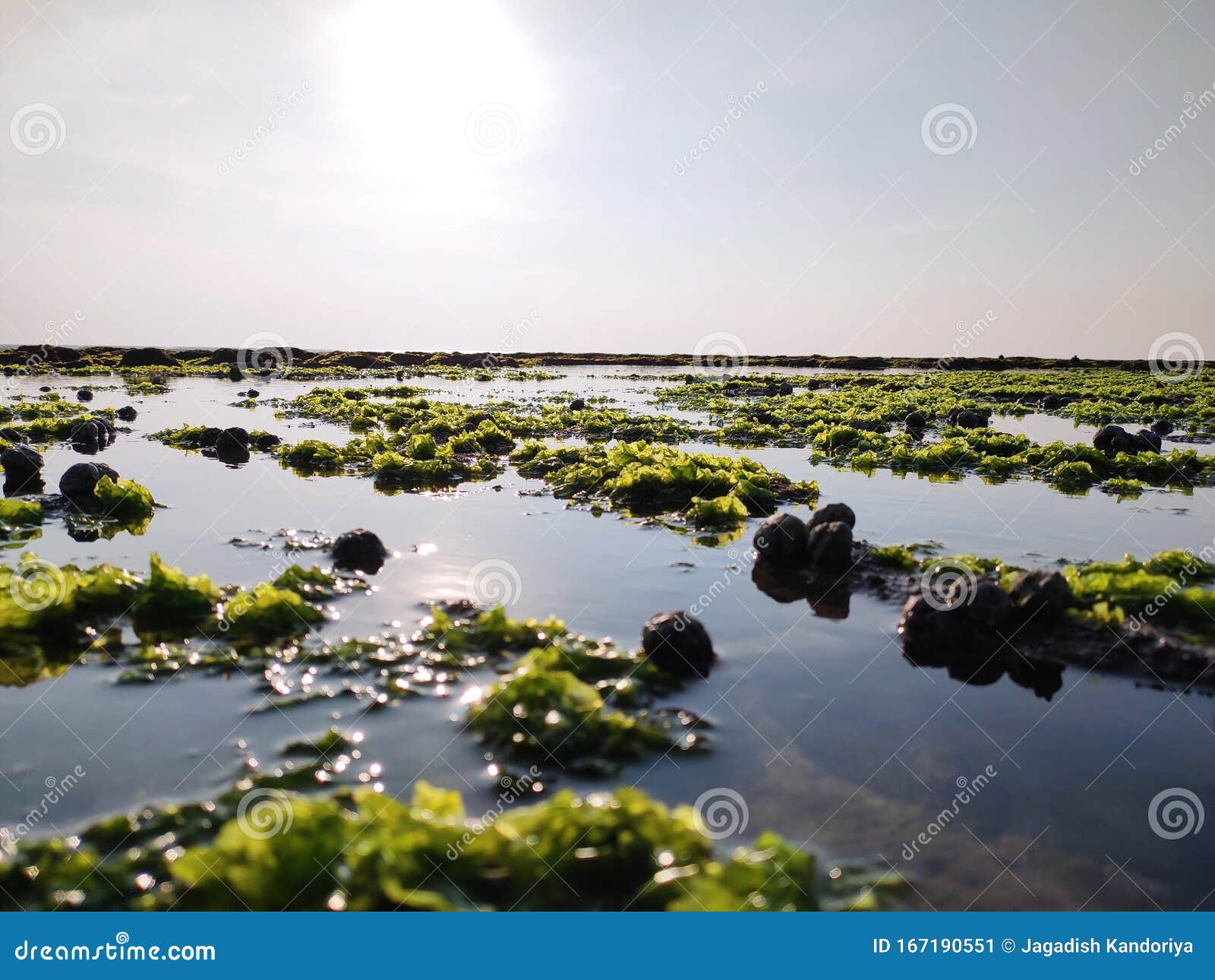 Indian Sea algae stock image. Image of algae, seaalgae - 167190551