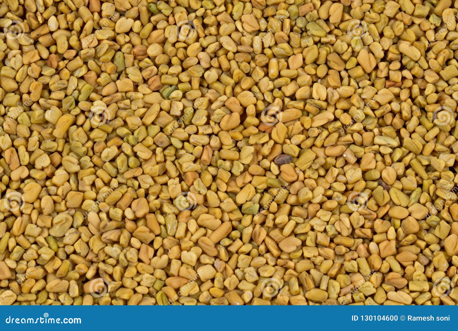 Indian seeds stock photo. Image of coriender, cuisine - 130104600