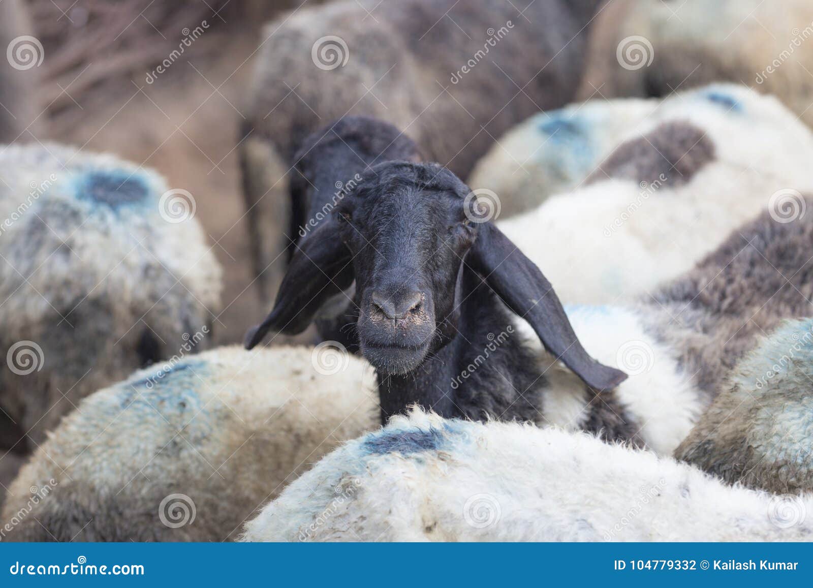 Indian Sheep stock photo. Image of farm, culture, mammals - 104779332
