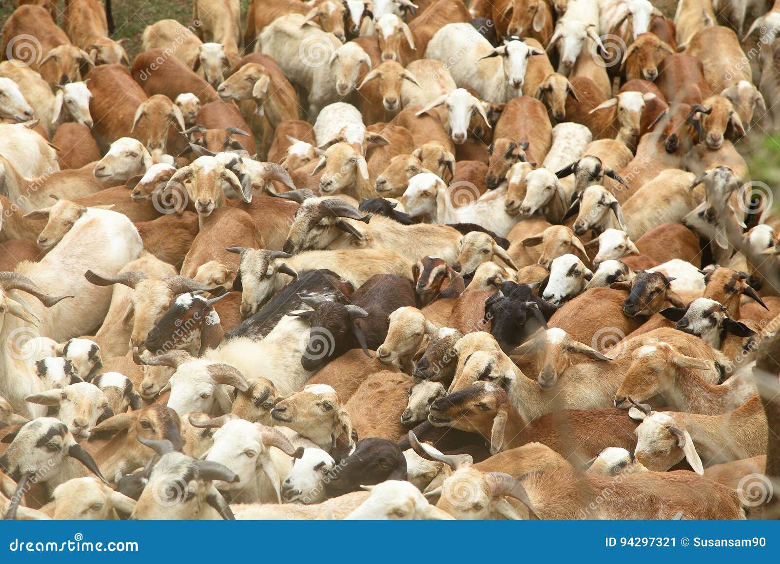 Indian Sheep herd. stock image. Image of nature, breed - 94297321