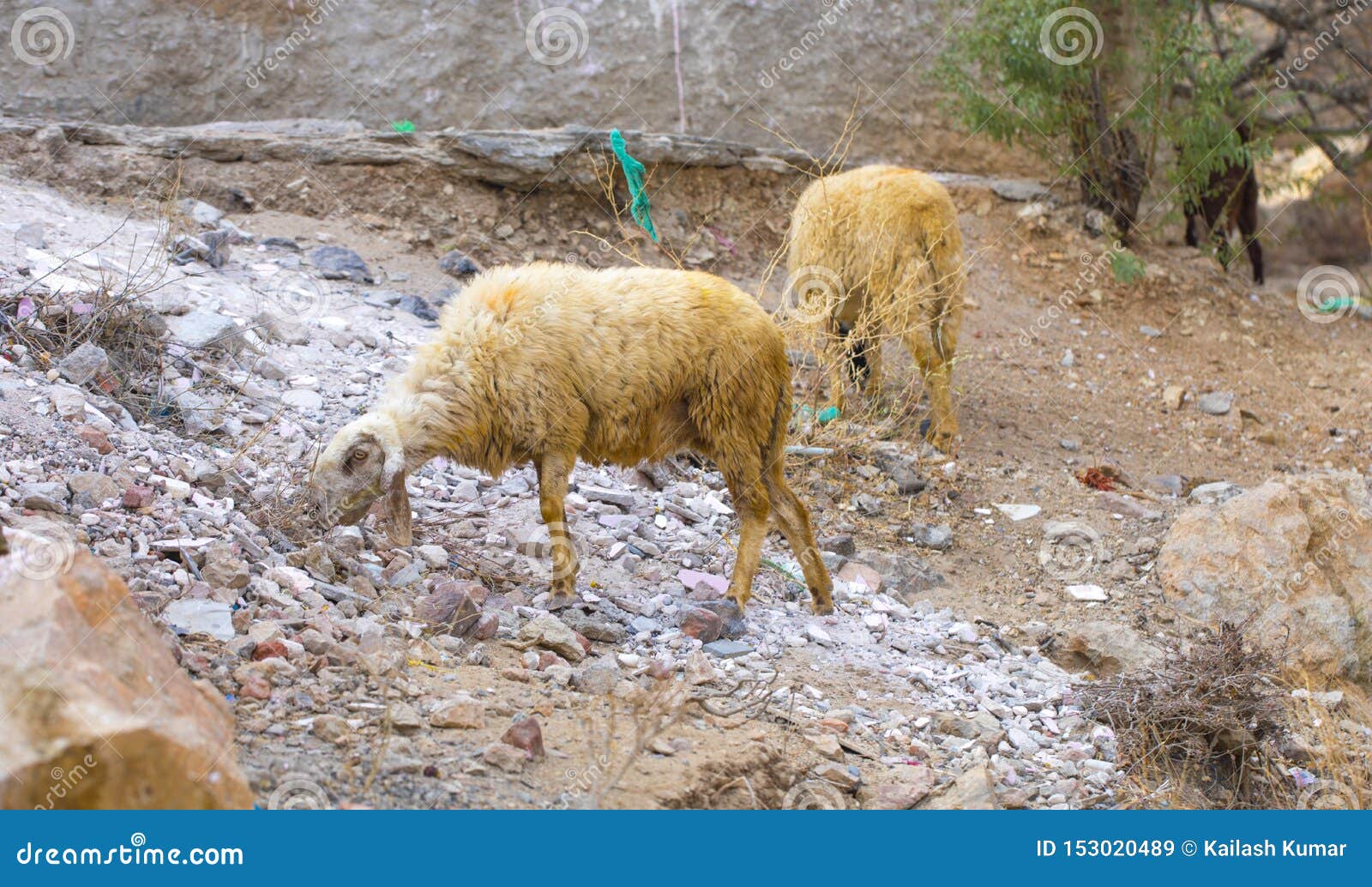 Indian sheep stock image. Image of sheep, indian, north - 153020489