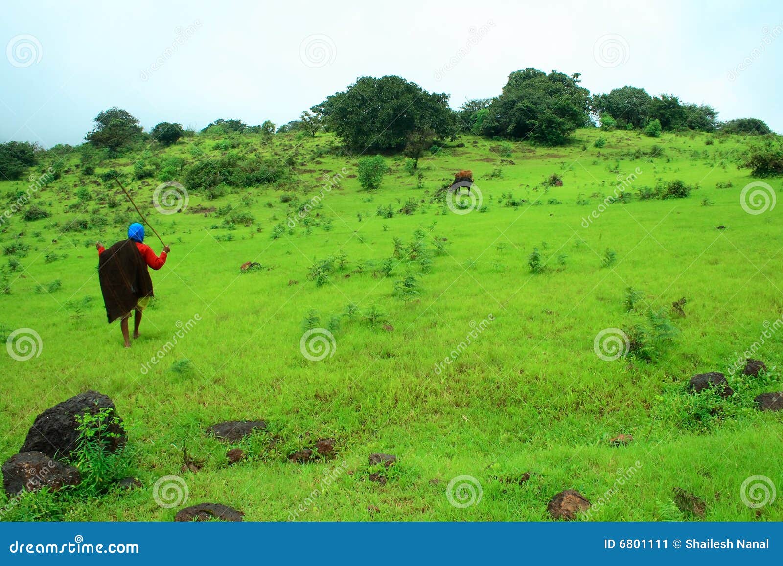 Indian shepherd in field stock image. Image of vivid, hillside - 6801111