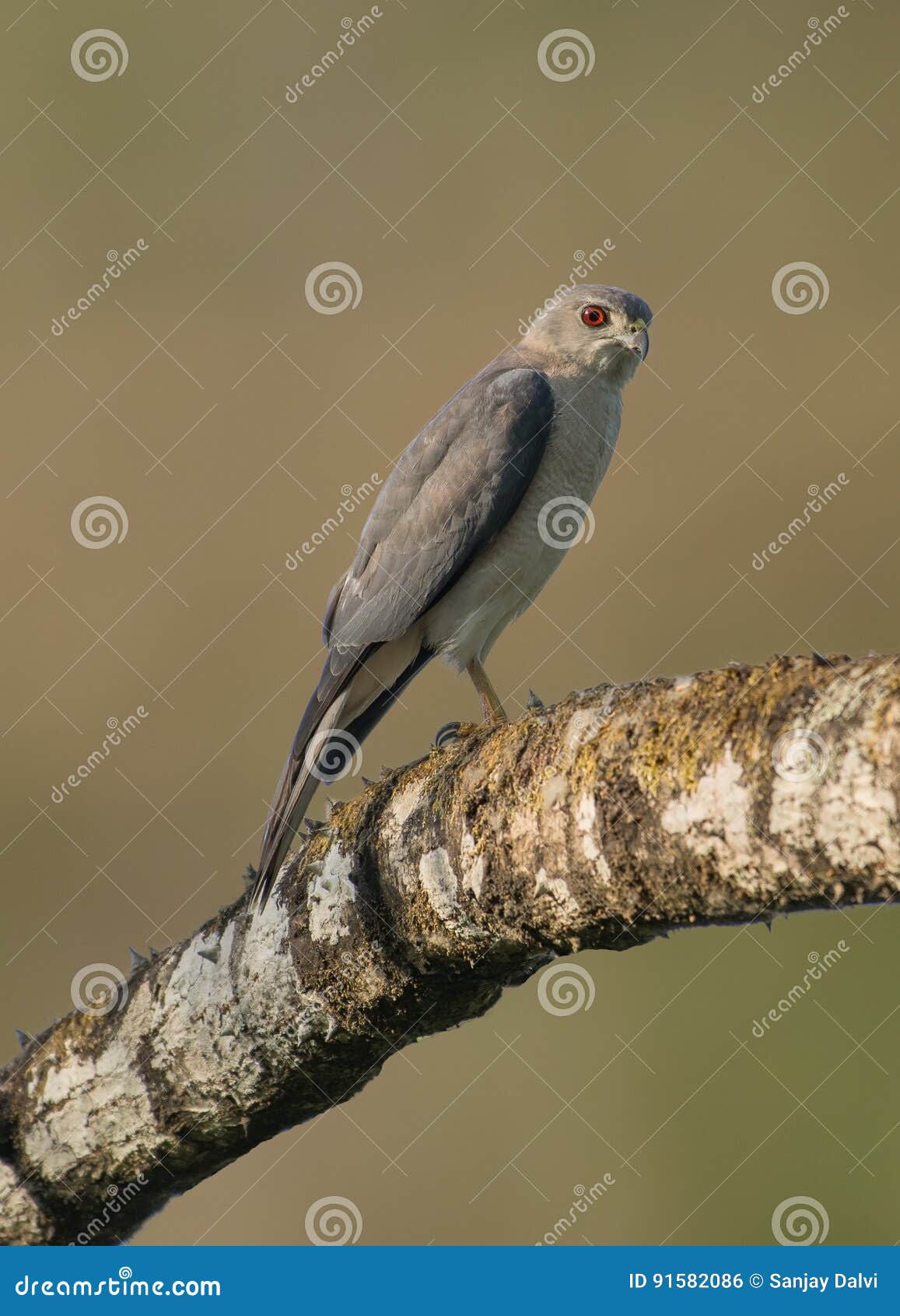 Indian Shikra bird stock photo. Image of beauty, badius - 91582086