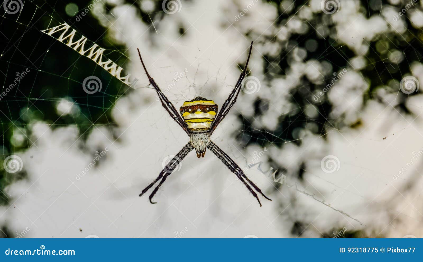 Indian Signature Spider stock image. Image of beauty - 92318775